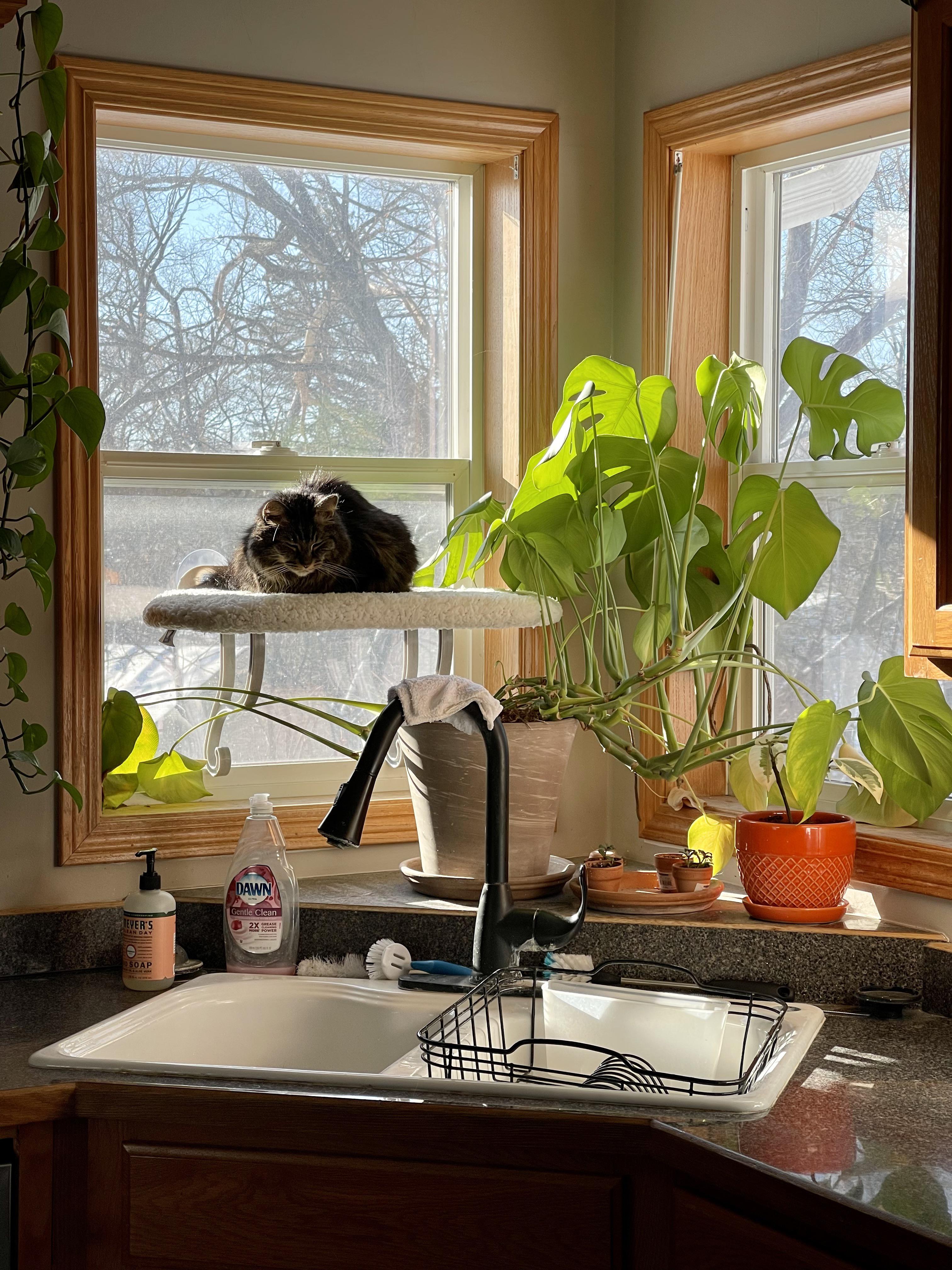 A compromise was made for the only sunny window in the house | Scrolller