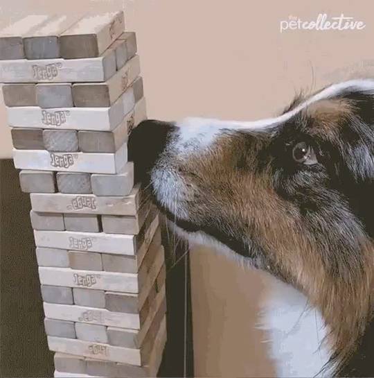 A dog playing jenga (SFW) | Two cocks in his ass and one in his mouth (NSFW) | Scrolller