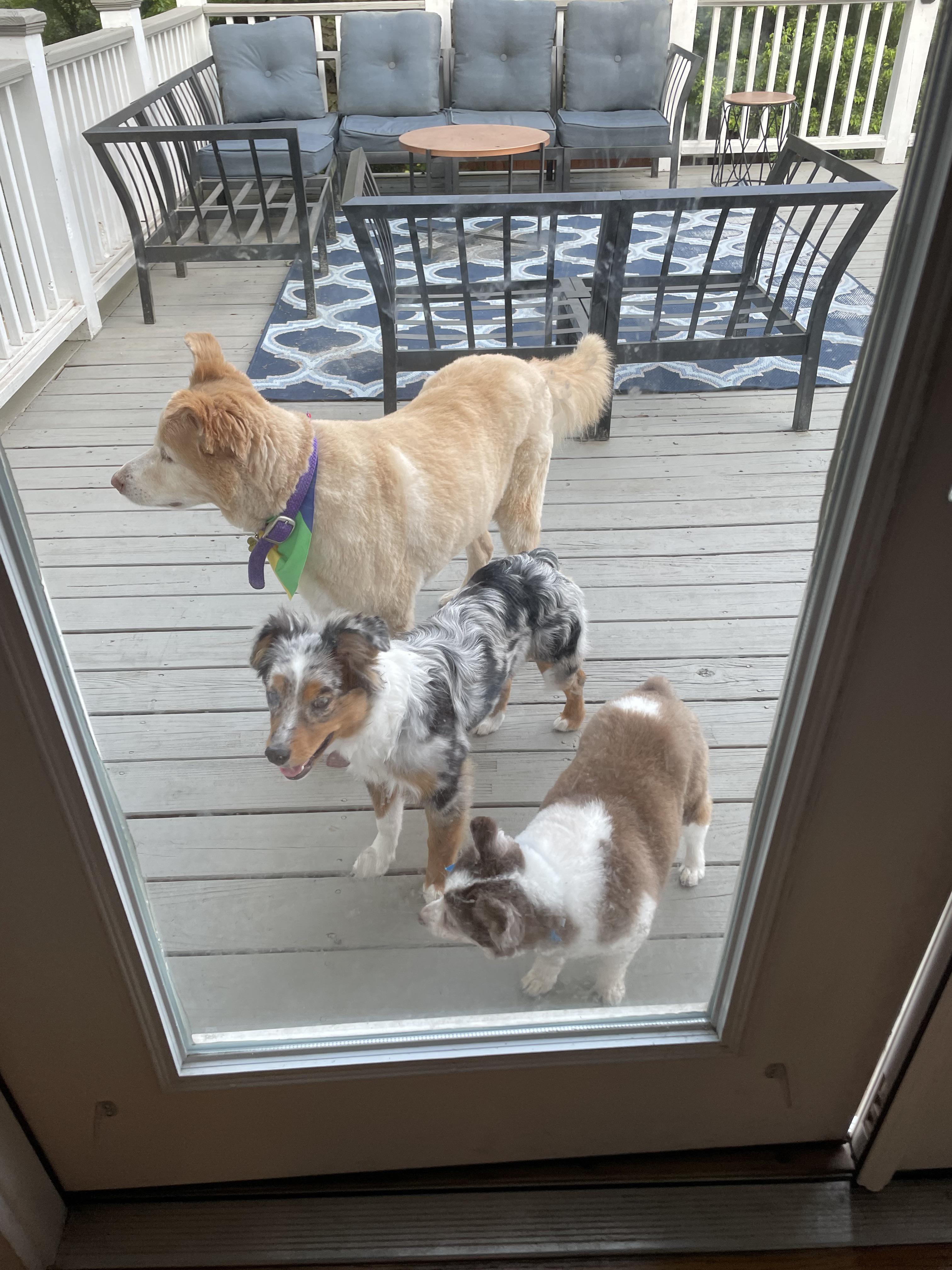 A flight of wigglebutts in small, medium and large | Scrolller