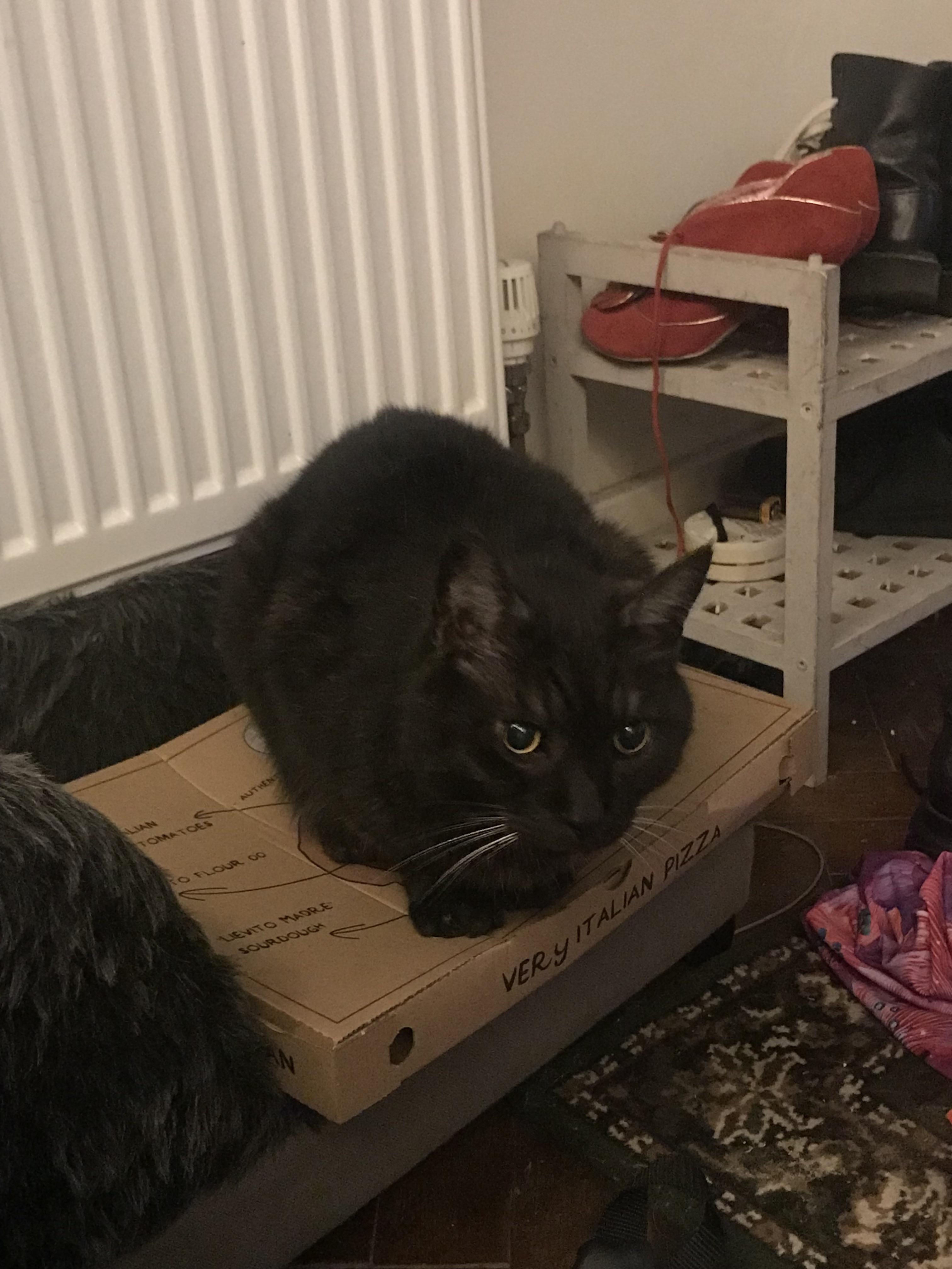 A guilty looking pizza sit | Scrolller