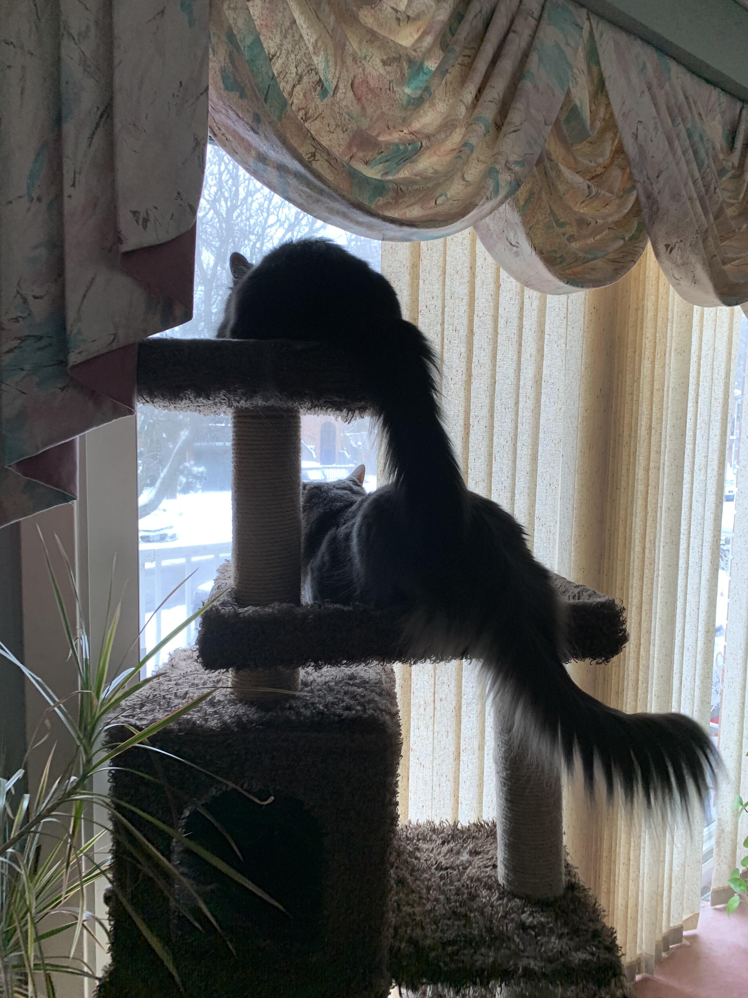 A pair of bottle brushes | Scrolller