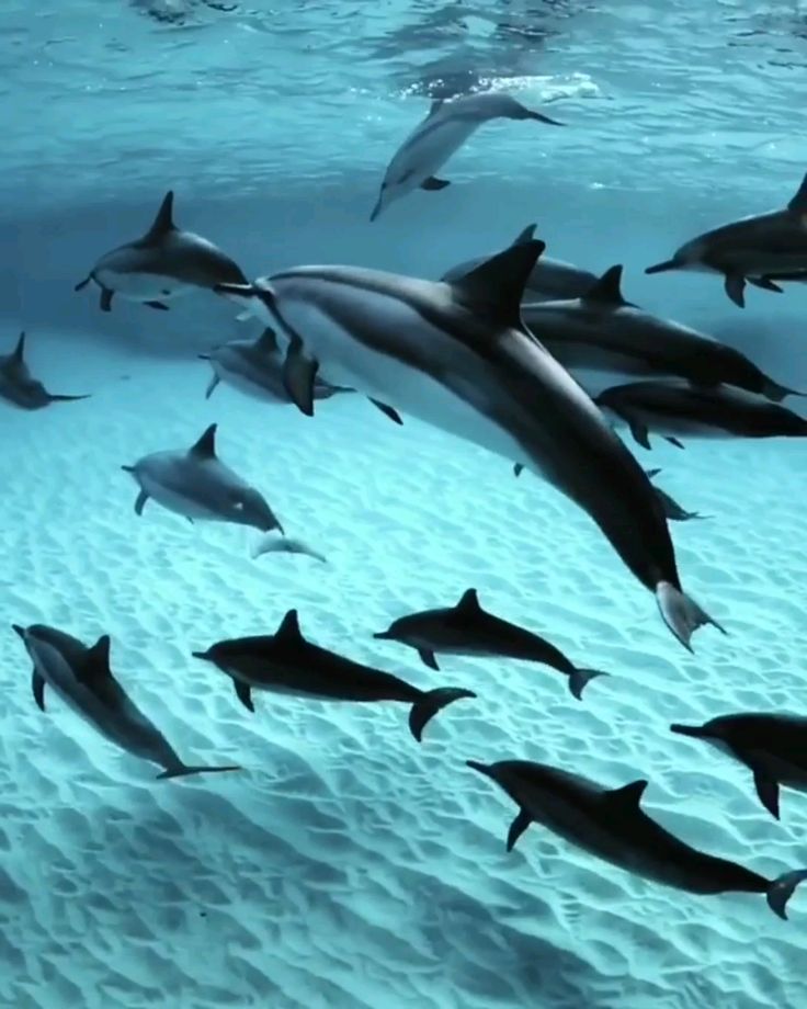 A pod of spinner dolphins | Scrolller