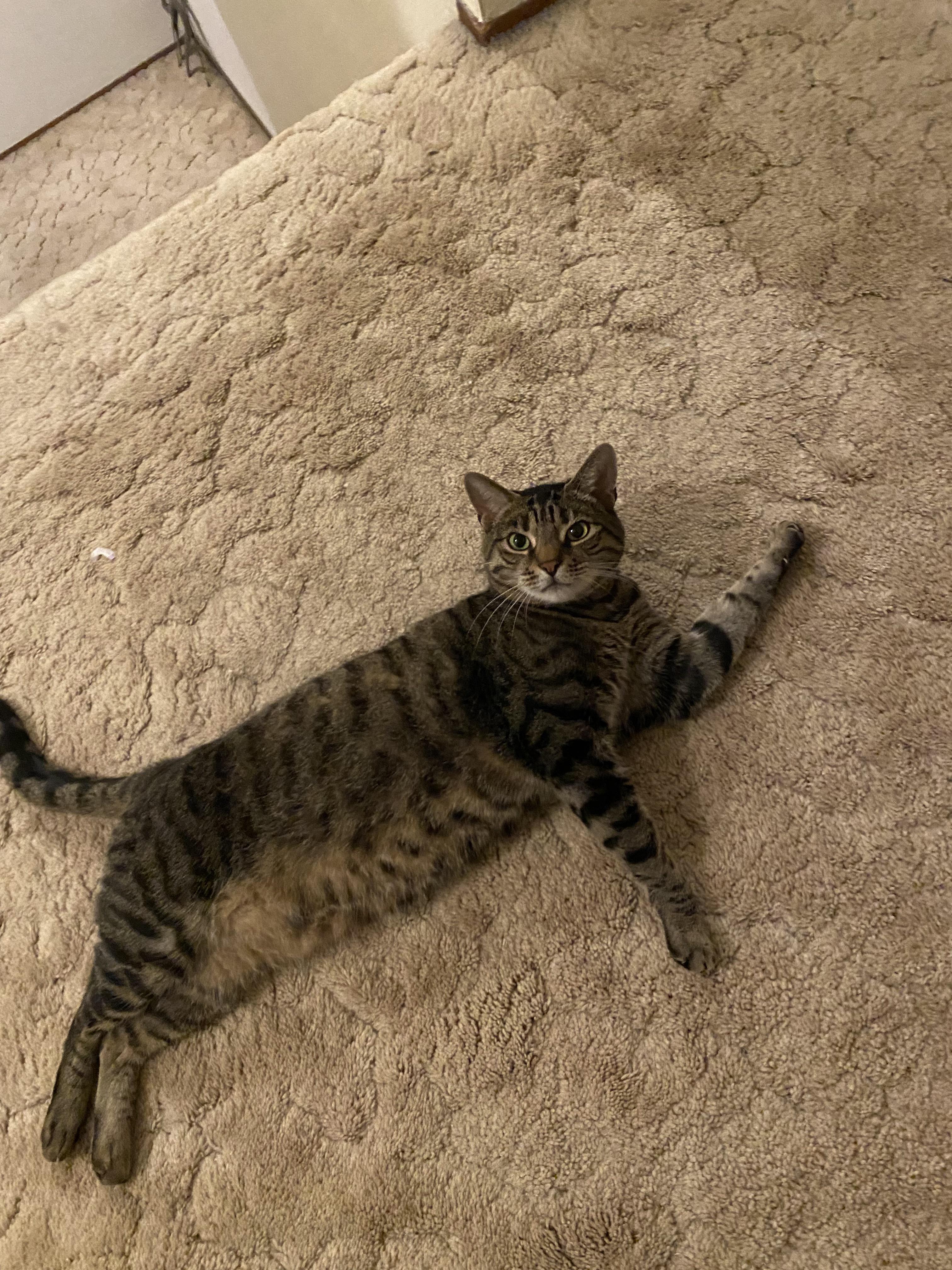 A rare quadruple straightened feetsies | Scrolller