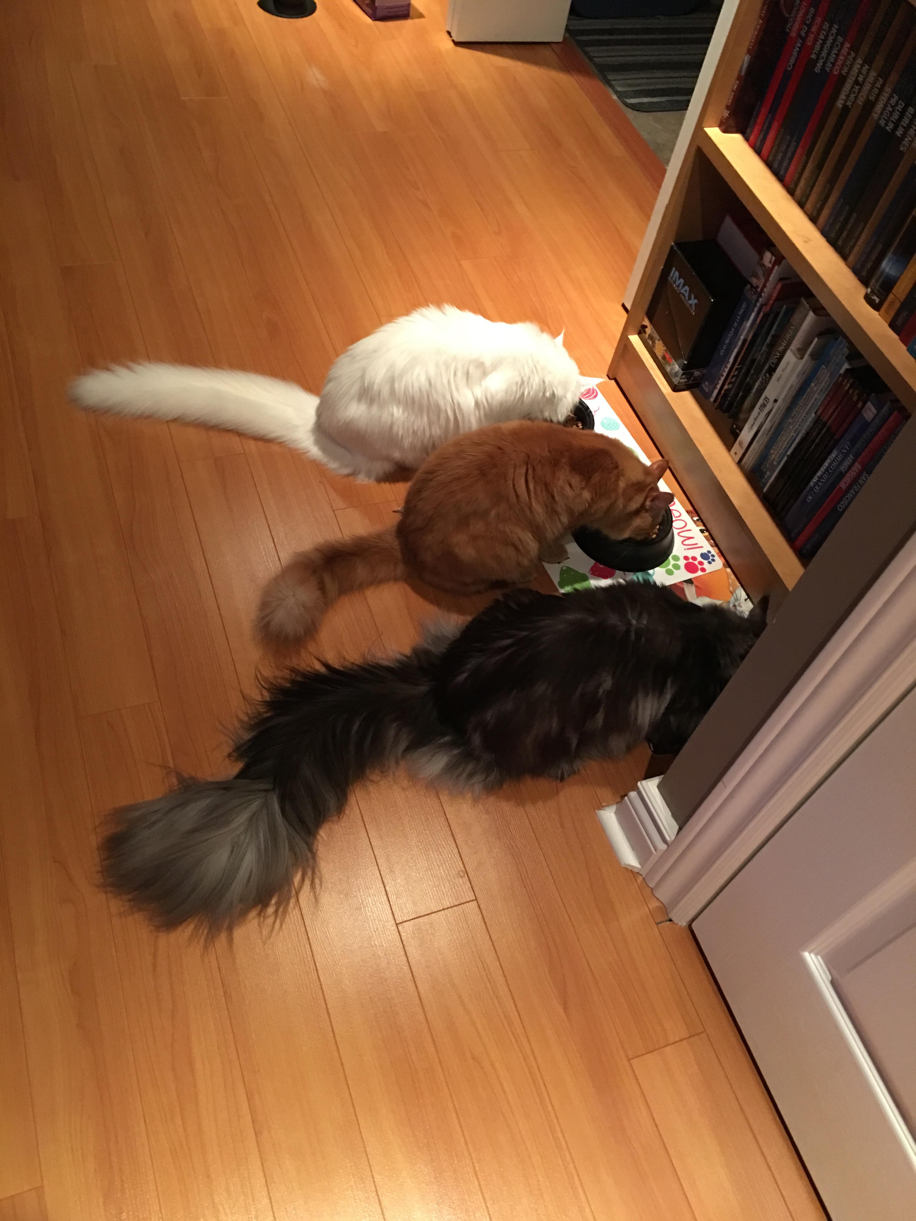 A rare triple bottlebrush breakfast | Scrolller