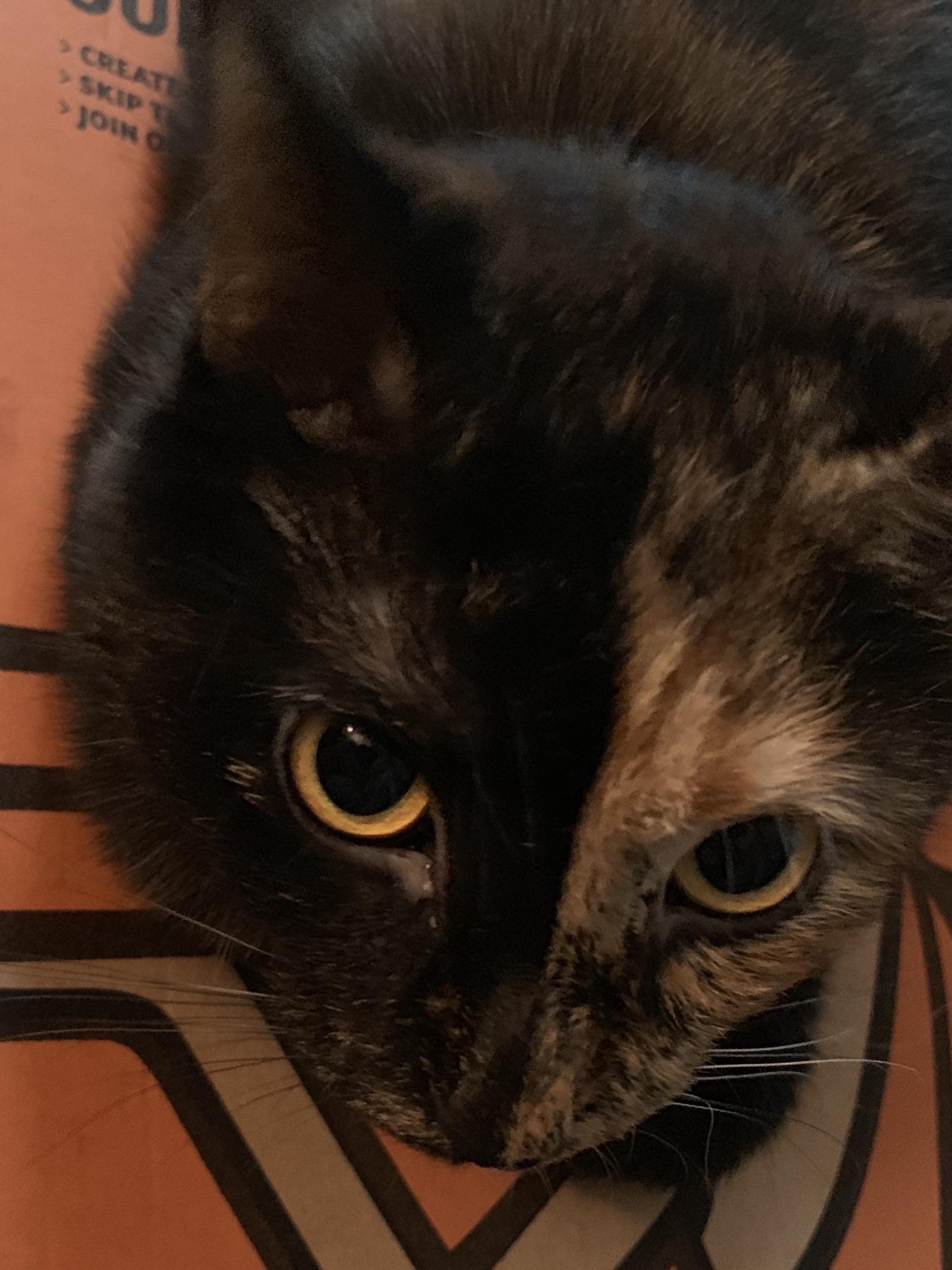 A two faced cat on a pizza box | Scrolller