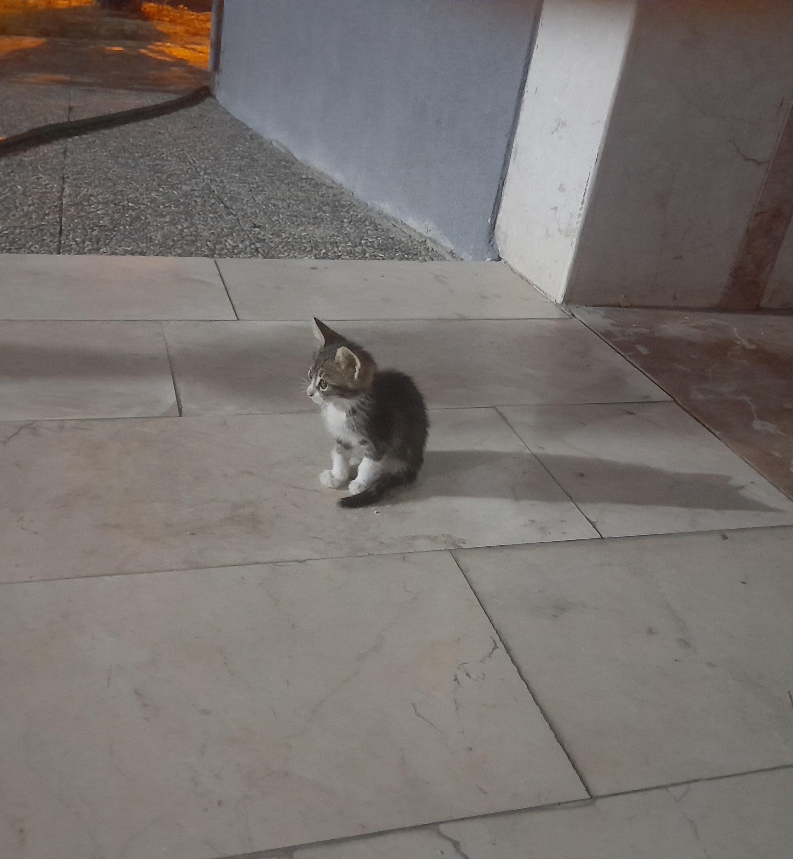 A very small cat can cast a very large shadow. | Scrolller