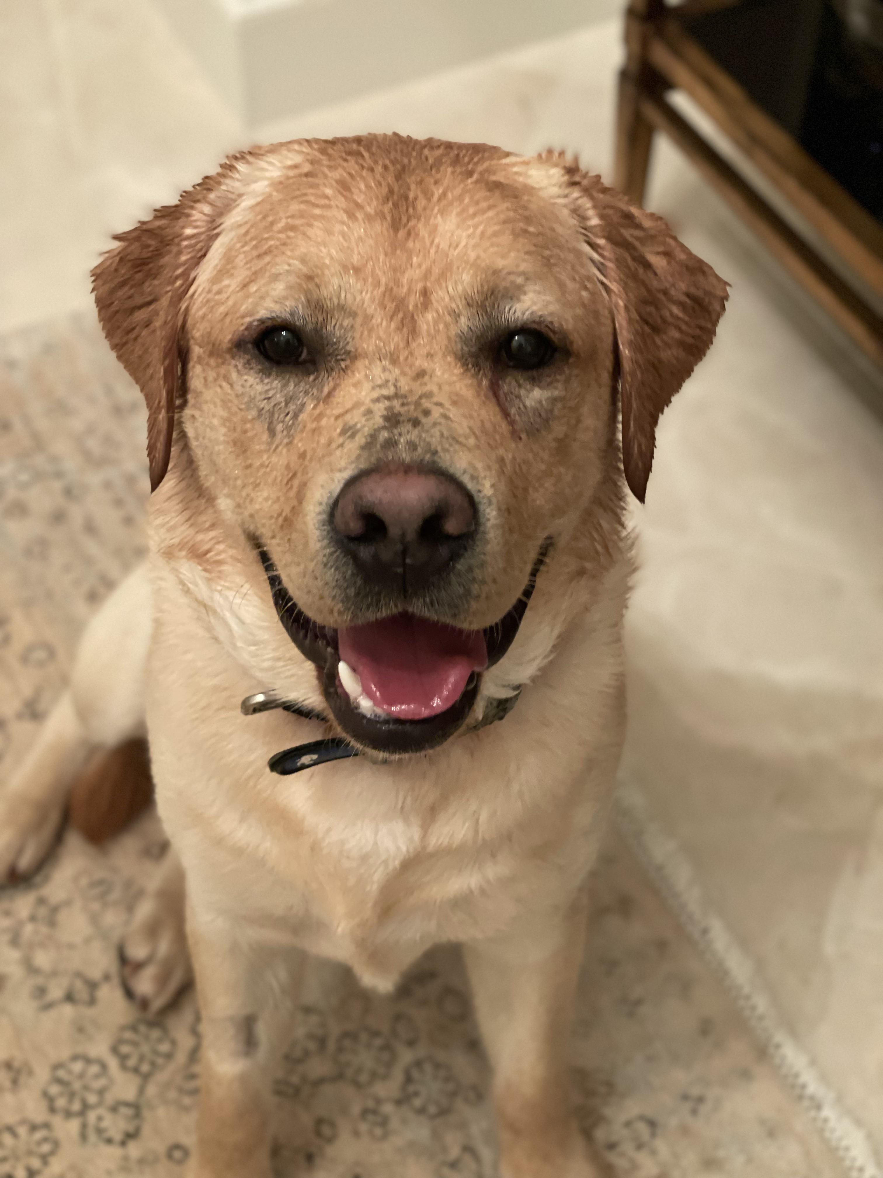 A wet dog is a happy dog | Scrolller
