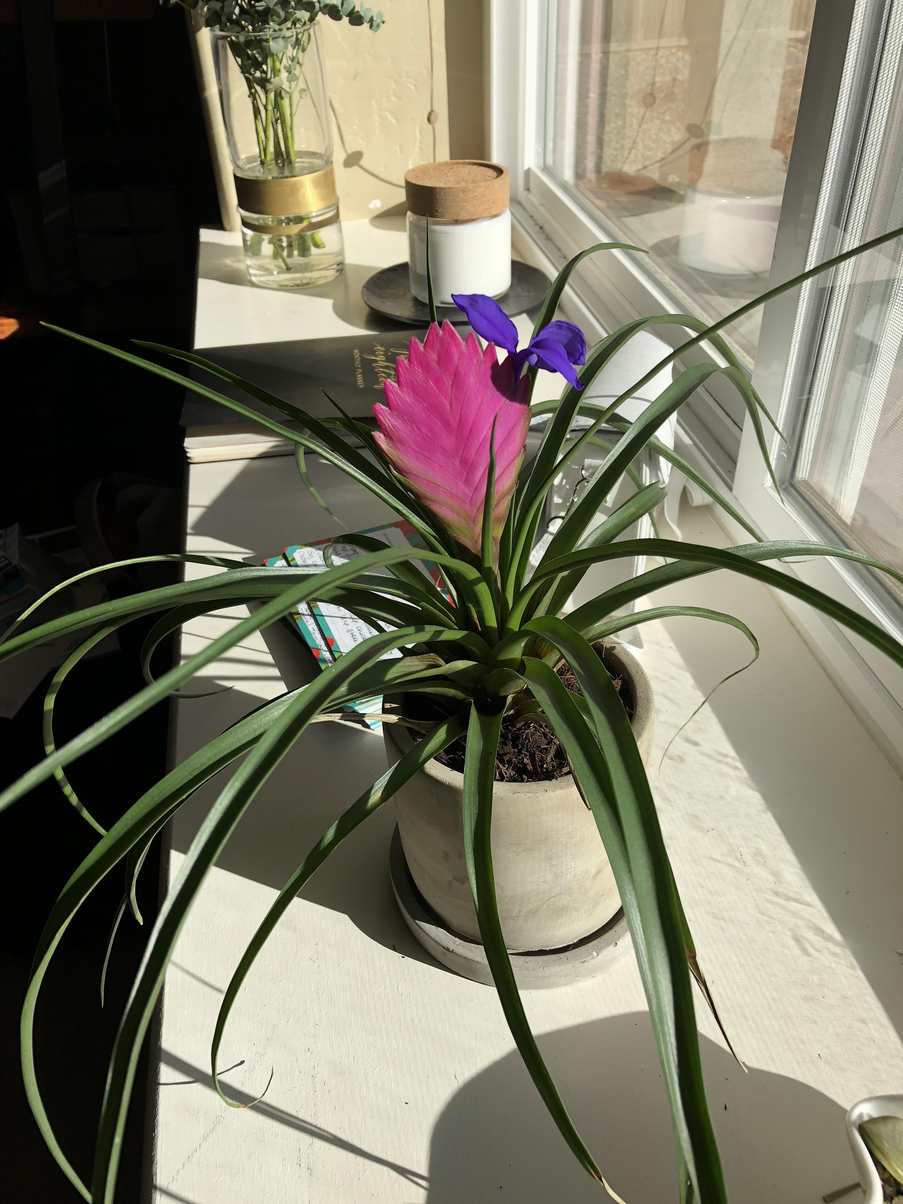 A wild bloom appears! | Scrolller