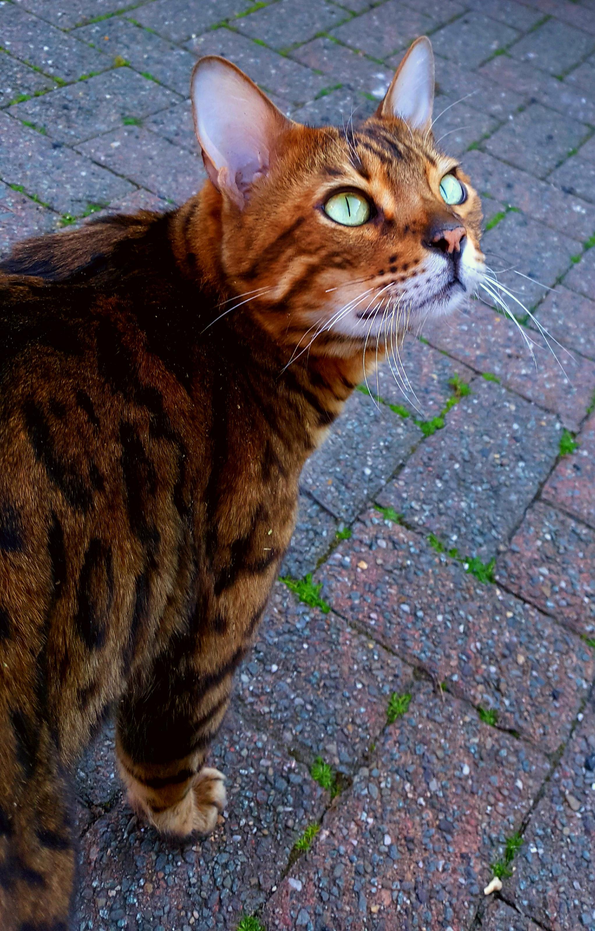 a wild encounter with the most beautiful boy | Scrolller