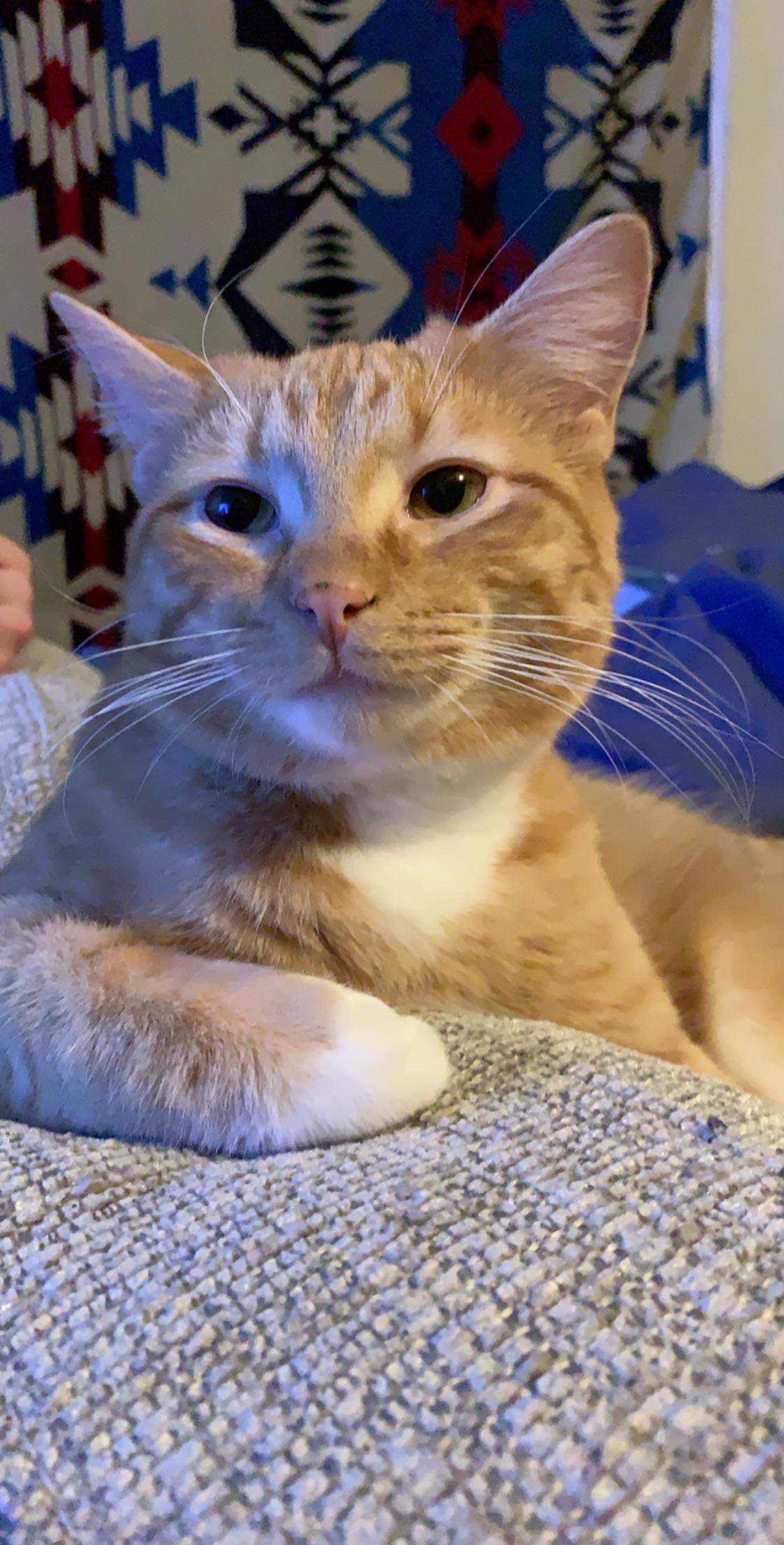 Absolutely nothing happening in this orange head | Scrolller