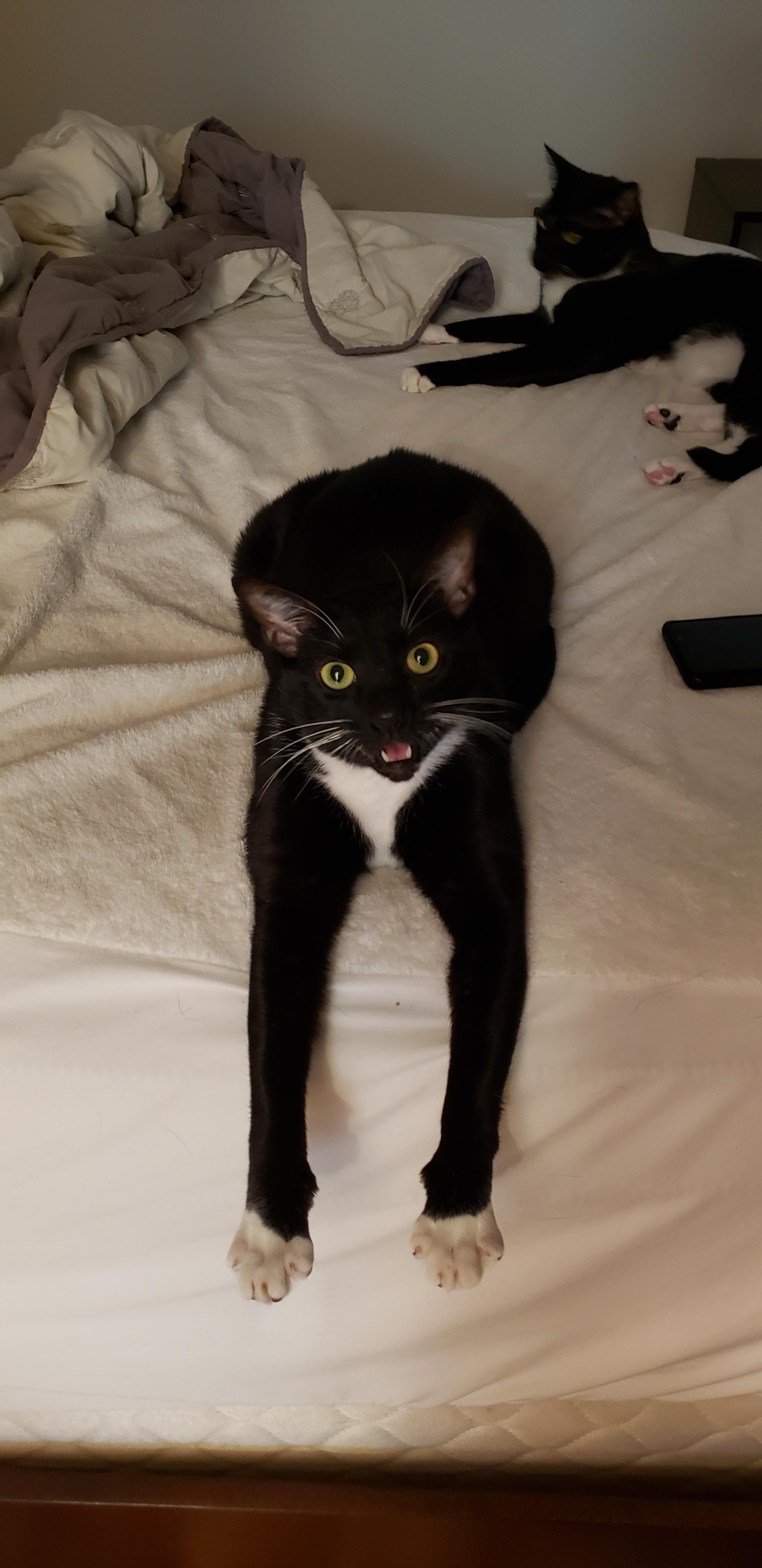 Ace and his feetsies (bonus fangies) | Scrolller