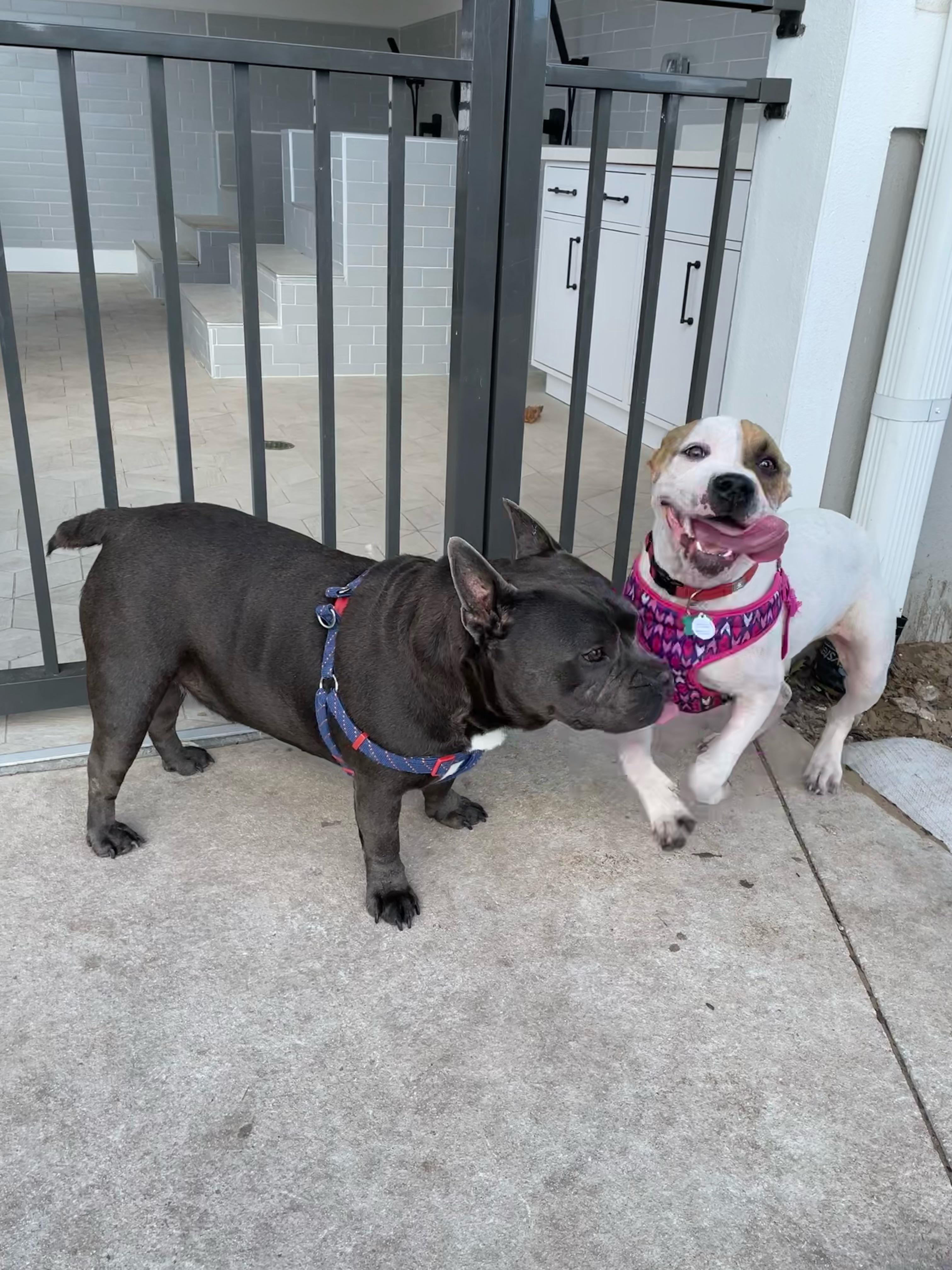Adopted the white American bully today, everyone meet Eve ☺️ and Max my Staffordshire terrier ...