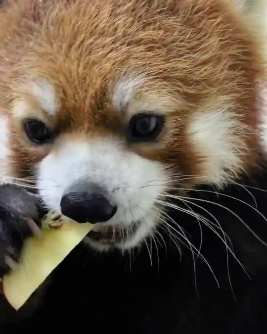 Adorable Red Panda Eating Apple | Scrolller