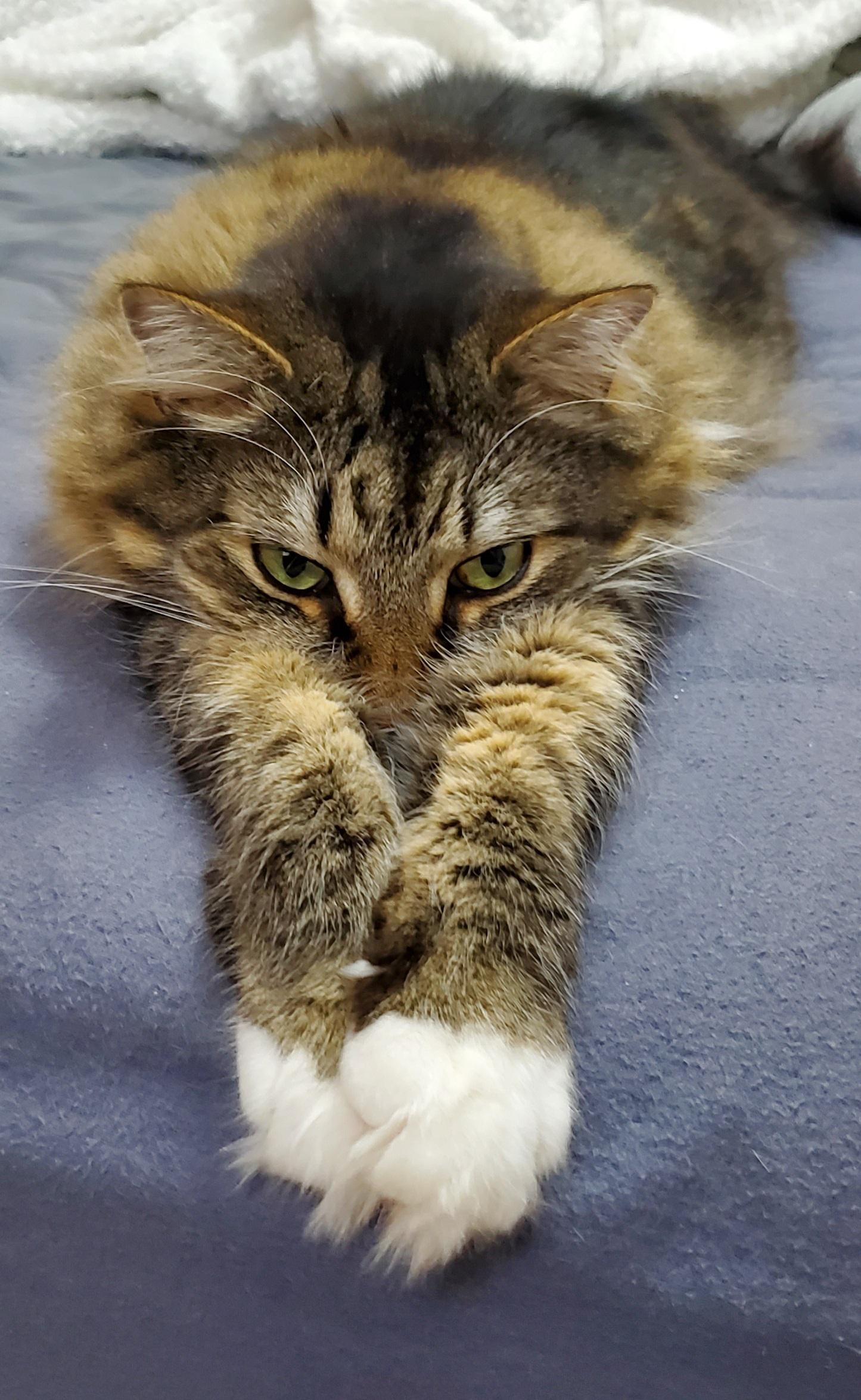 Alastair and his straightened feetsies, looking fed up. | Scrolller