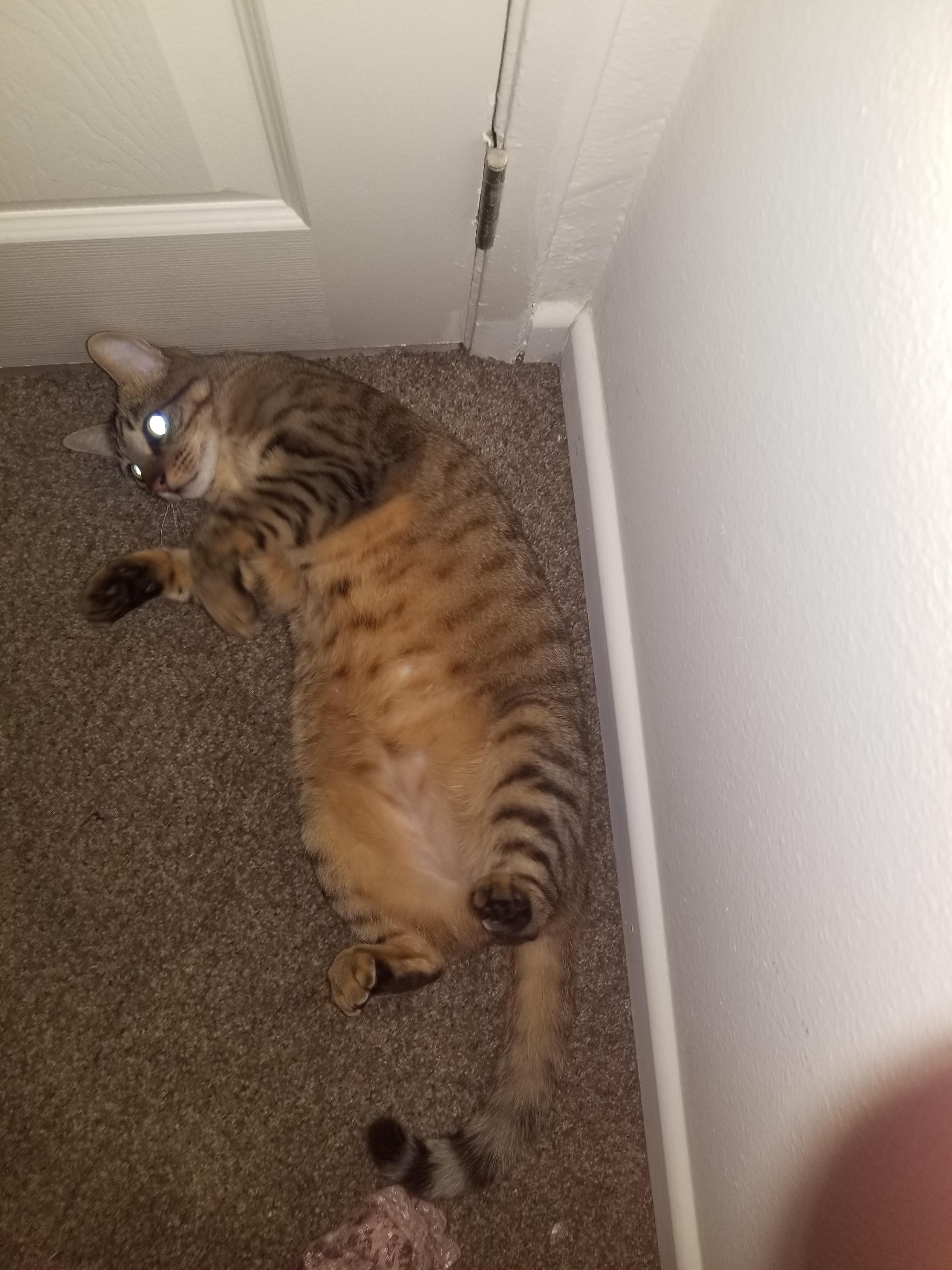 Alex flashing the high beams | Scrolller