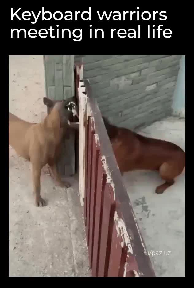 All bark | Scrolller