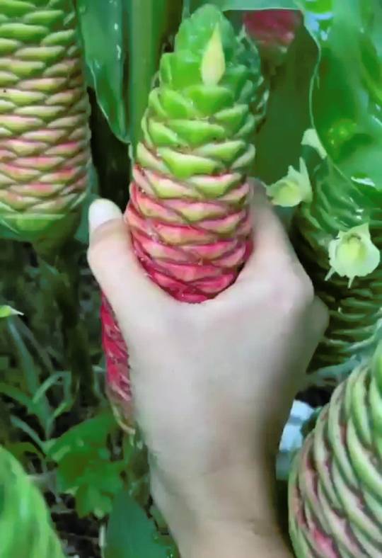 All natural all self lubricating. | Scrolller