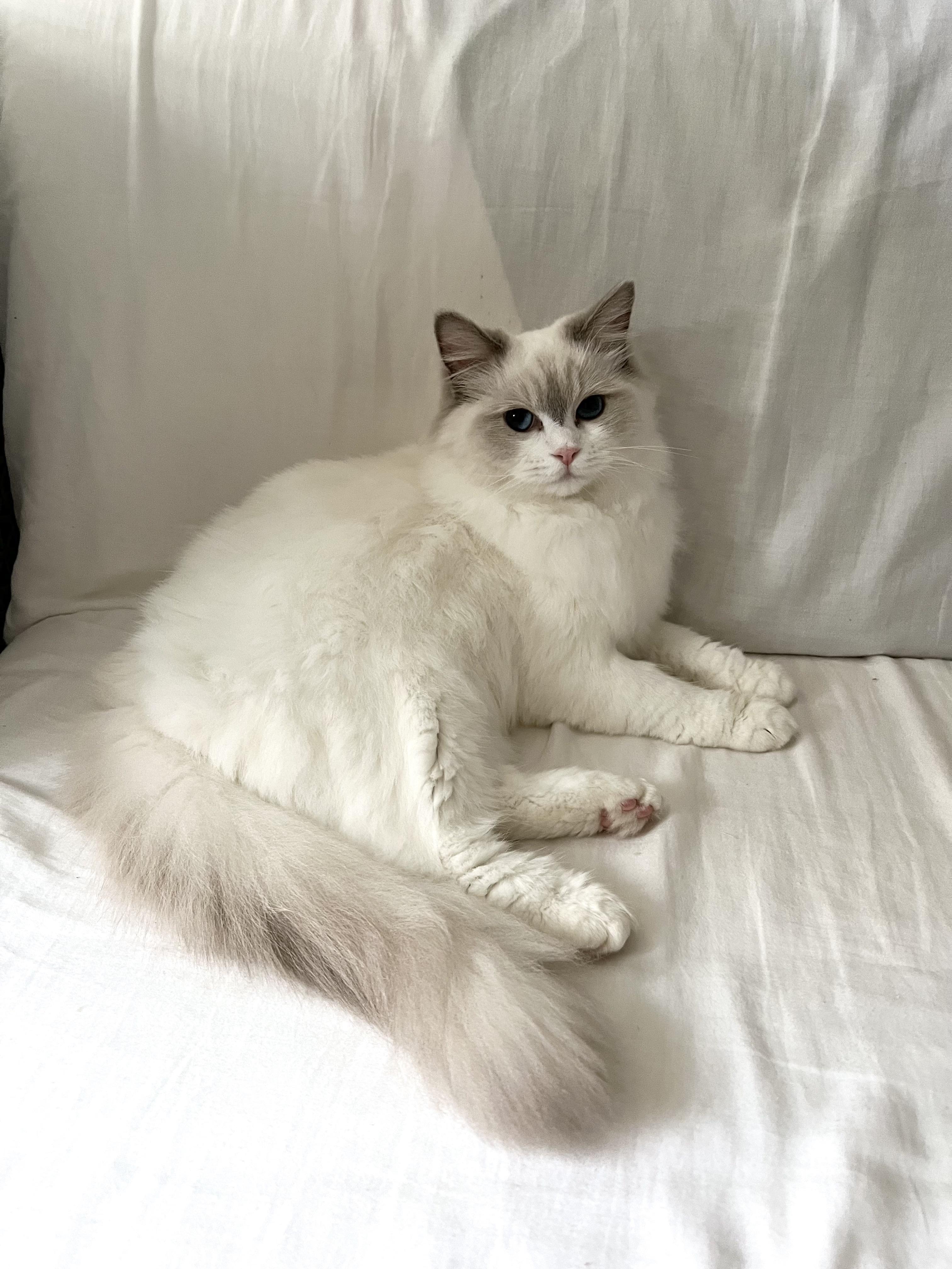 Always Fluffy Scrolller