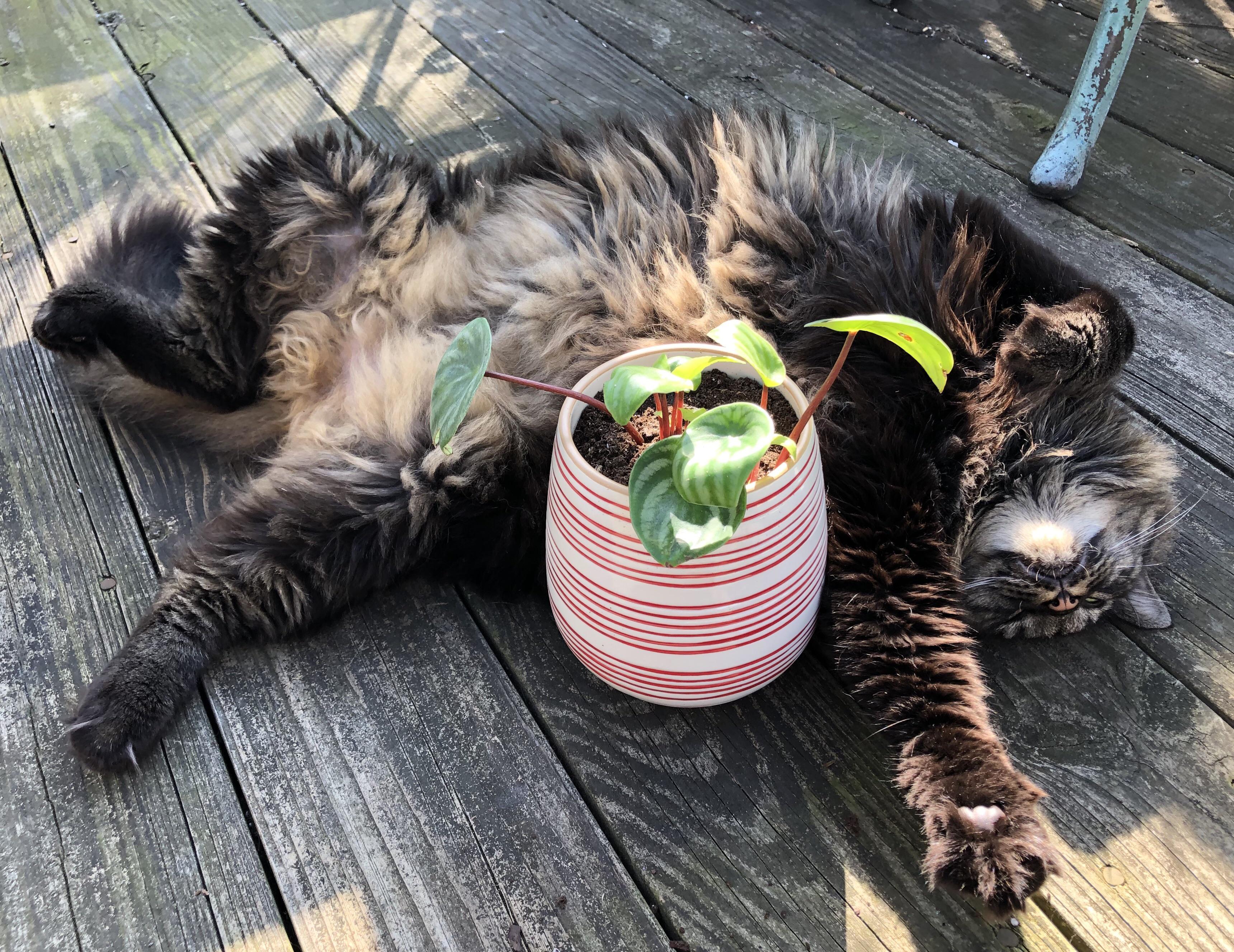 Always so helpful when I’m repotting plants! | Scrolller