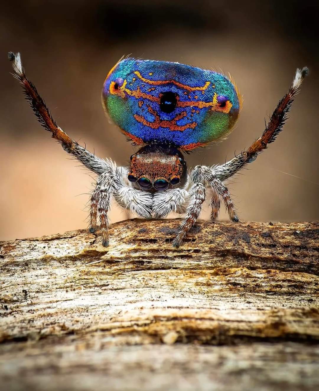 Amazing colors of jumping spider | Scrolller