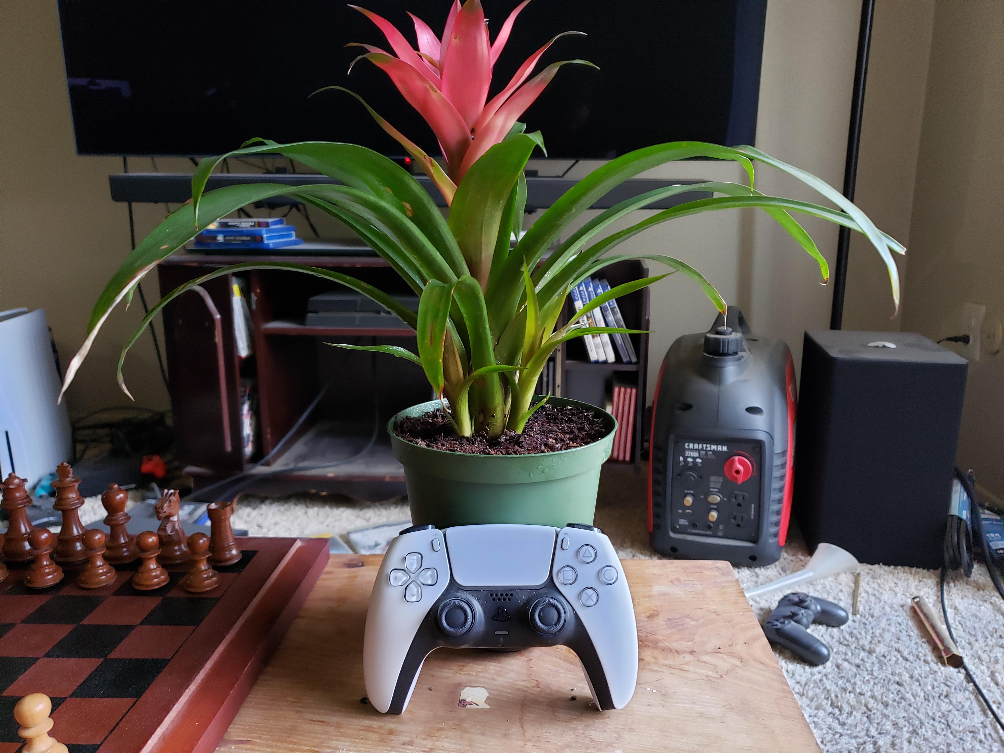 Are these pups ready for repotting? | Scrolller