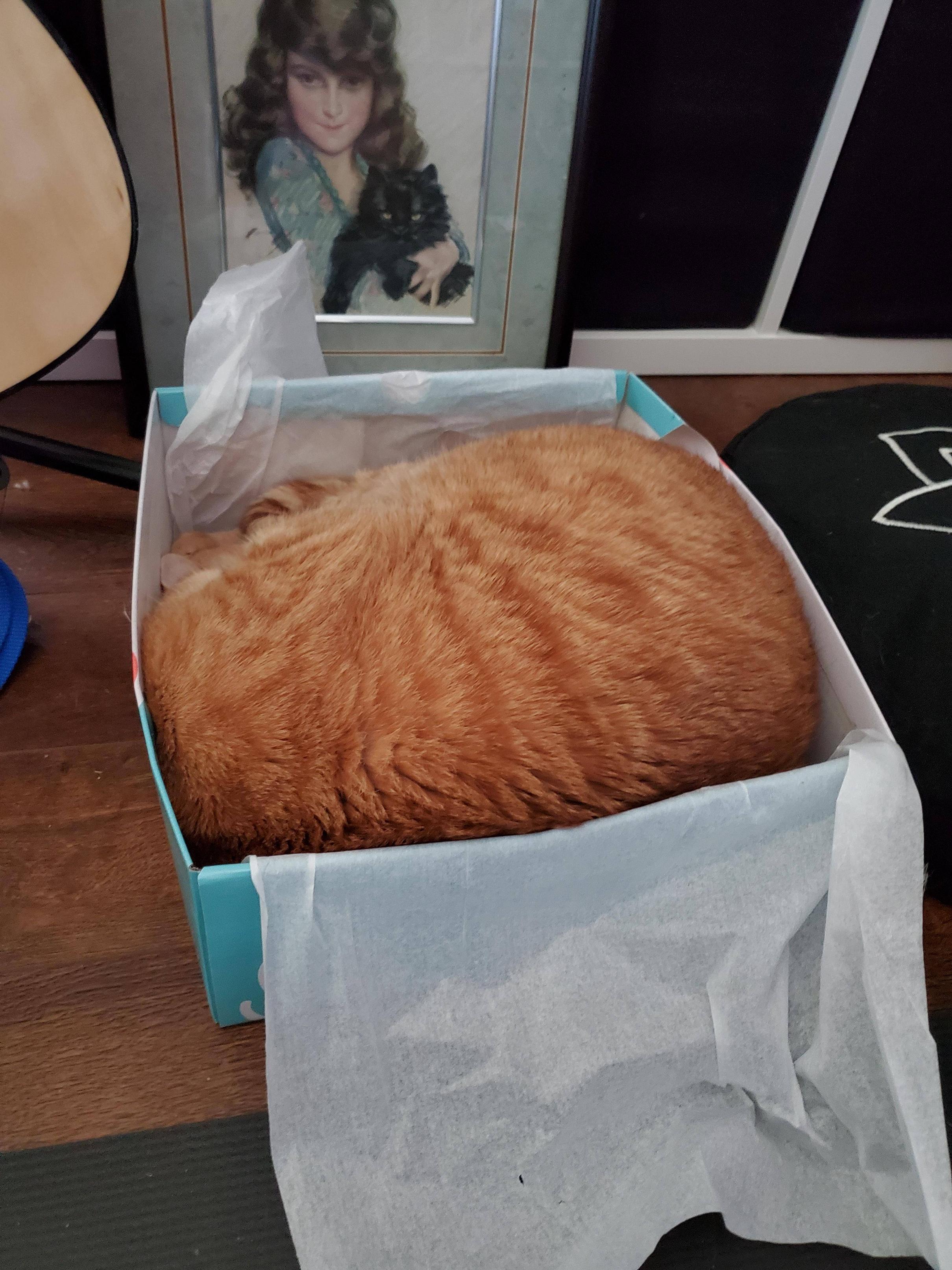 Arthur collapsed into himself and managed to stretch out the new box we lay down for him. He's ...
