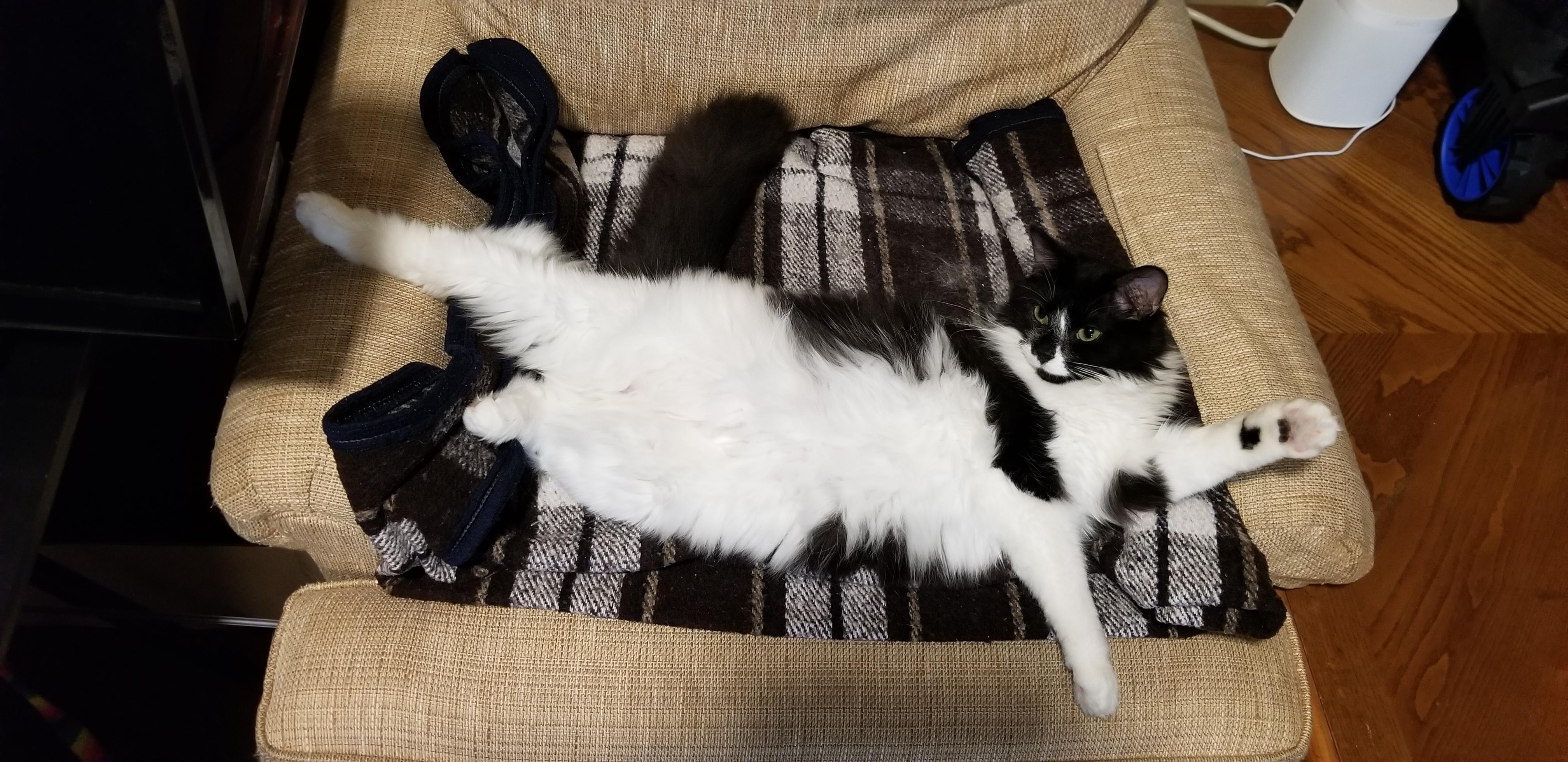 Arya graciously showing off her belly floof and straightened feetsies | Scrolller