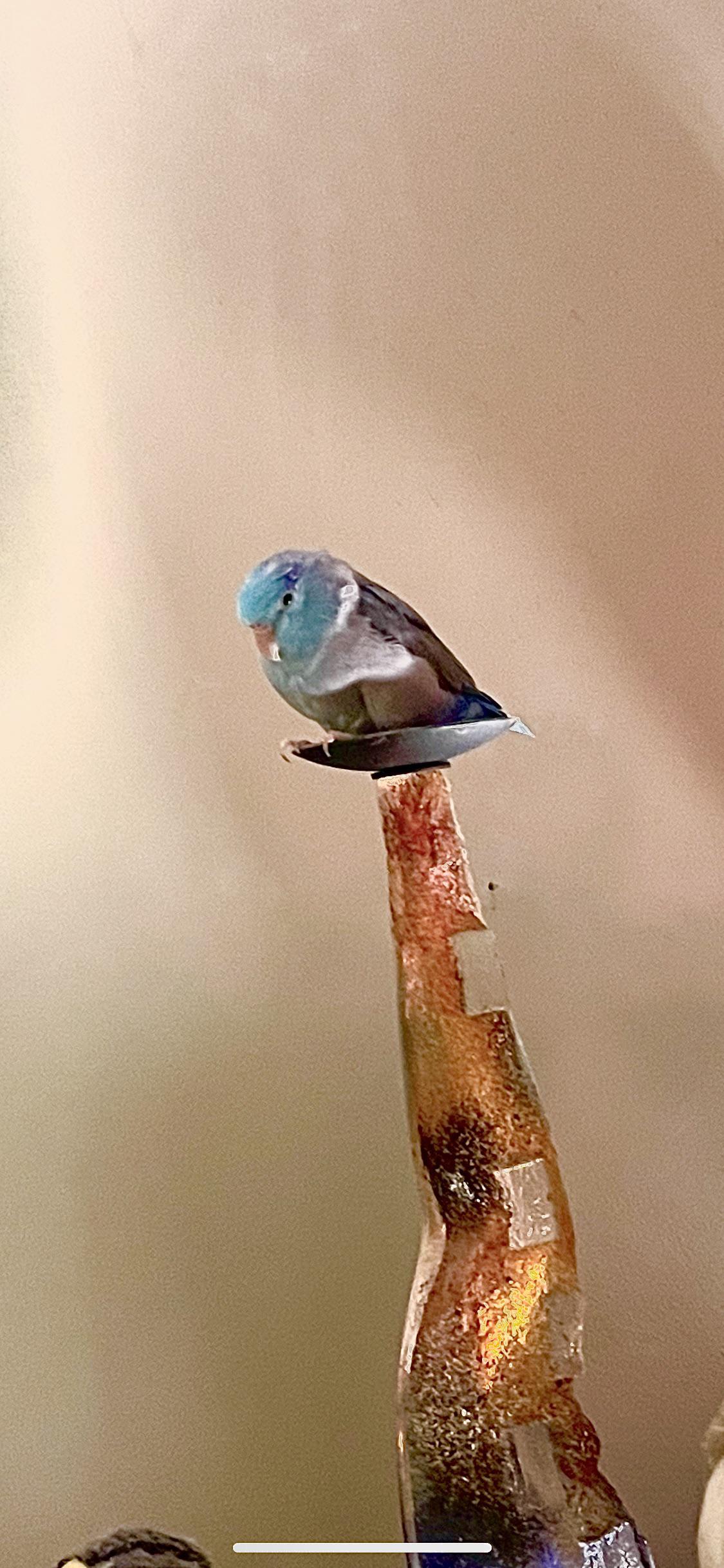 Aspiring | Scrolller