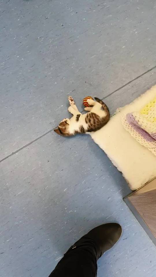 attack mode | Scrolller