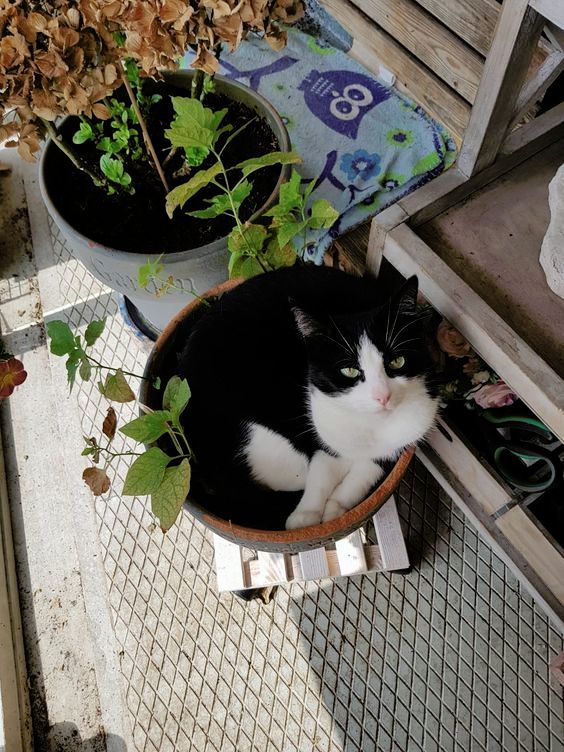 Aww my grape pot | Scrolller