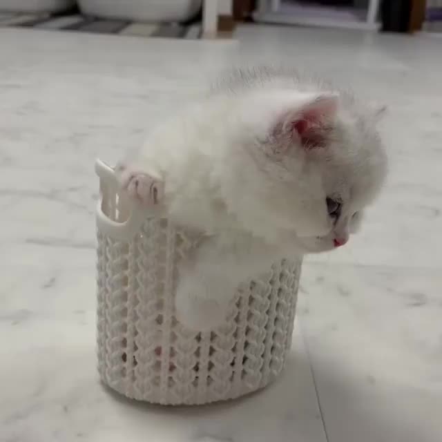 Awww..so sleepy..zzzzz | Scrolller