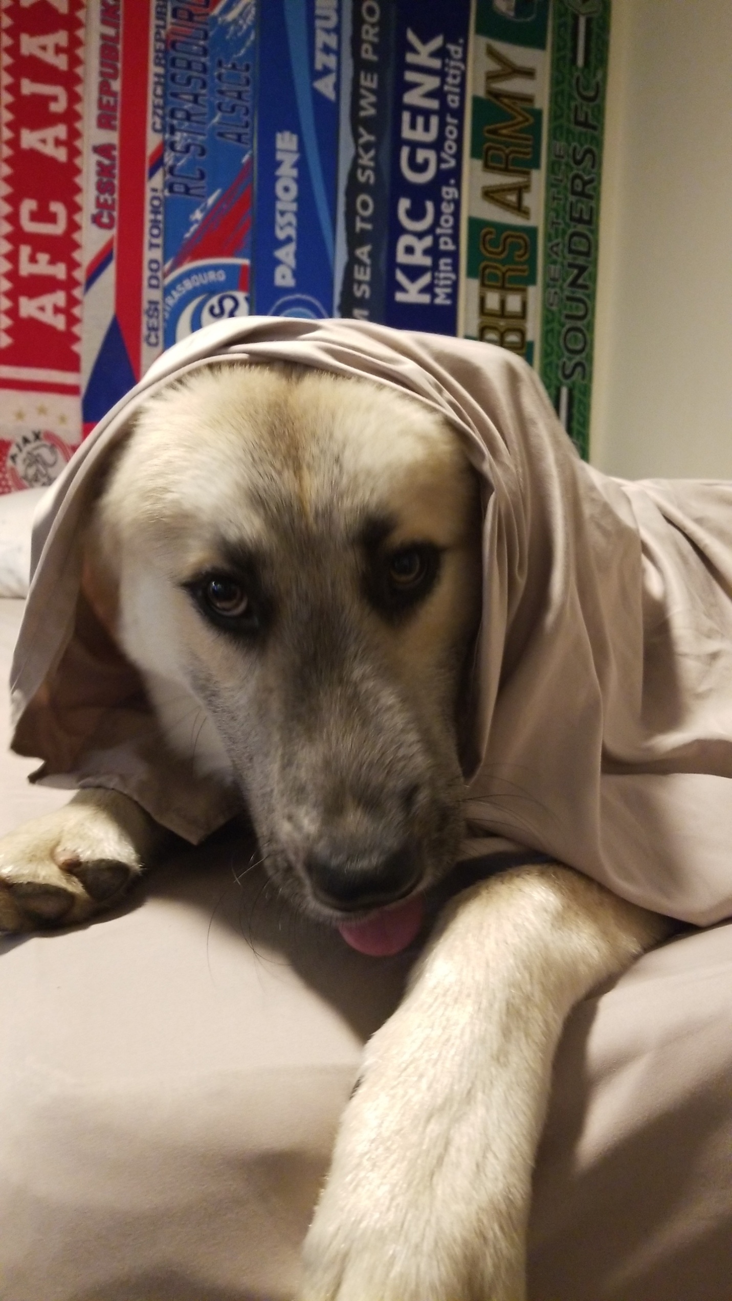 Babushka Benji | Scrolller