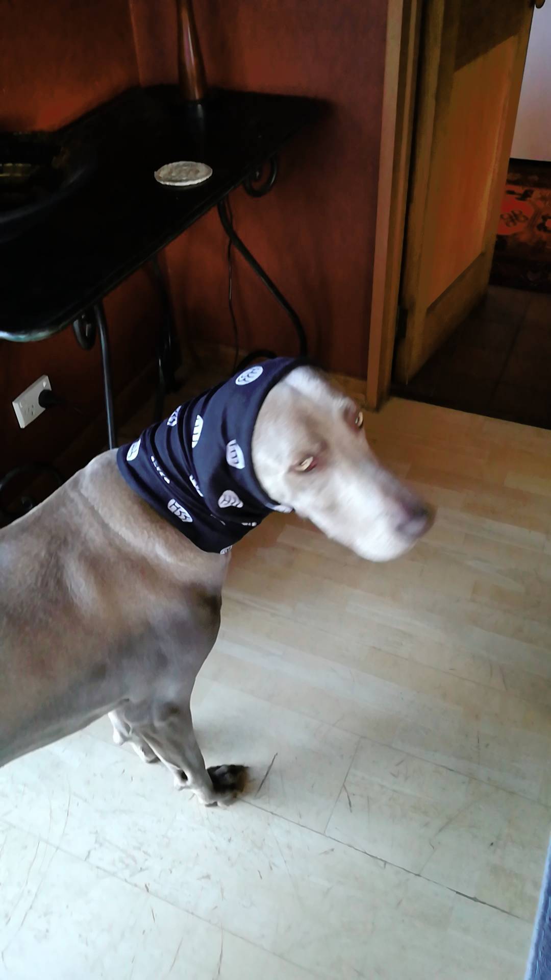 Babushka dog judging your crops | Scrolller