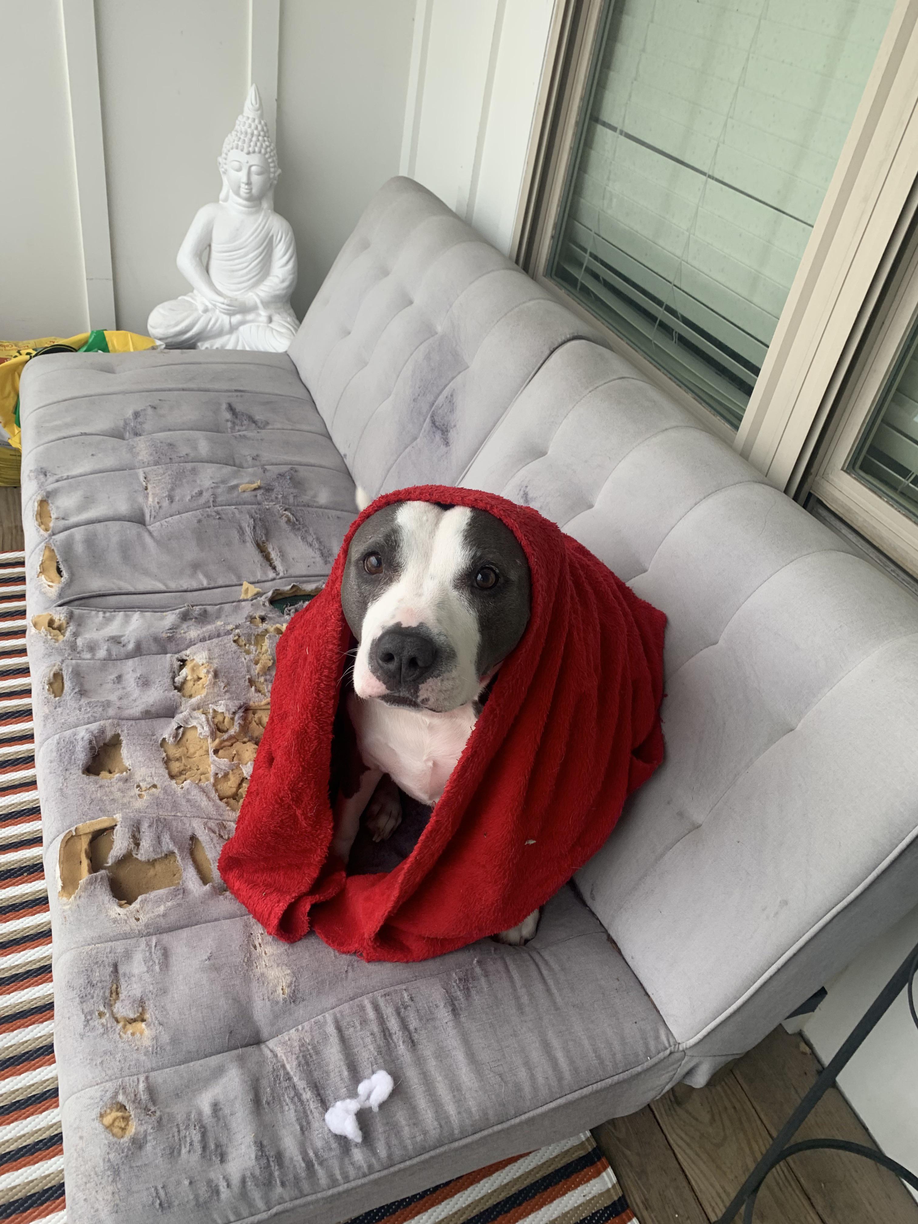 Babushka is appreciative of whatever couch you give him | Scrolller