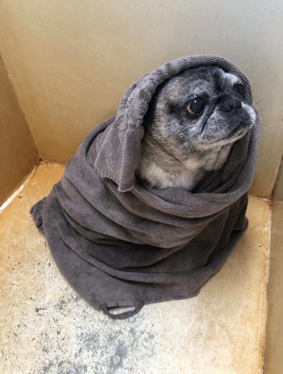 babushka pupper after a bath | Scrolller