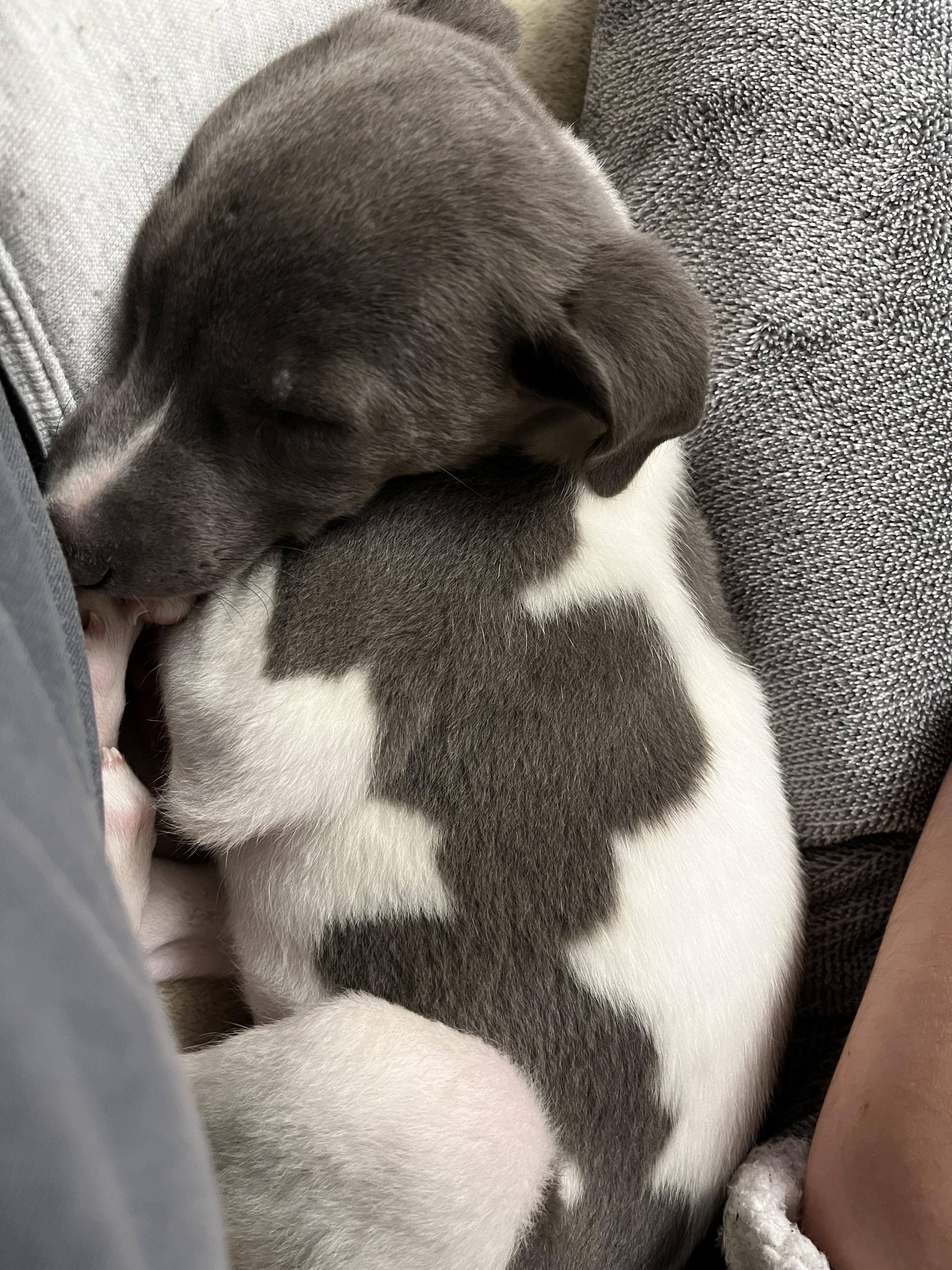 Baby B, 9 weeks today. | Scrolller