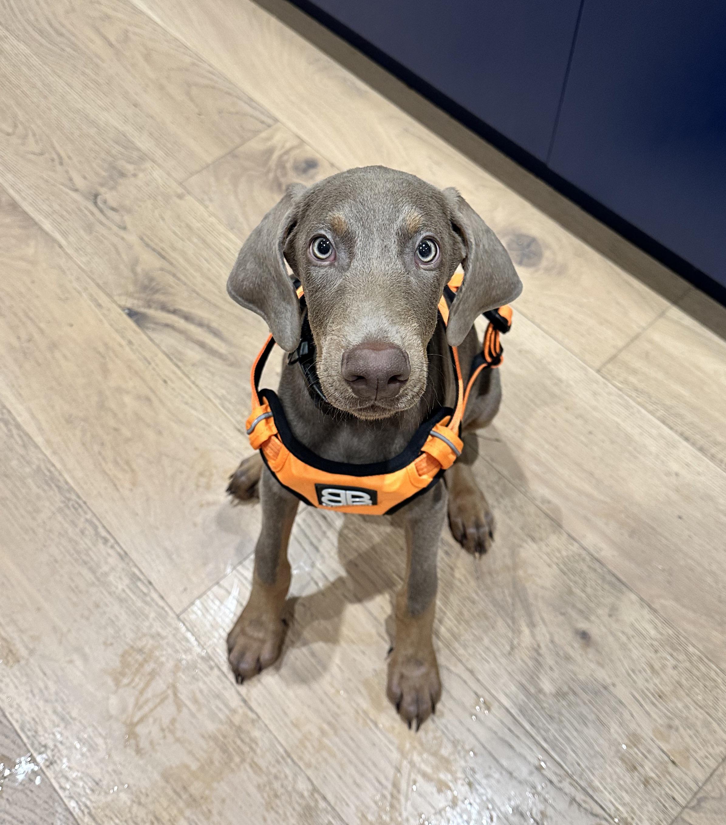 Baby Ghost in his first harness | Scrolller