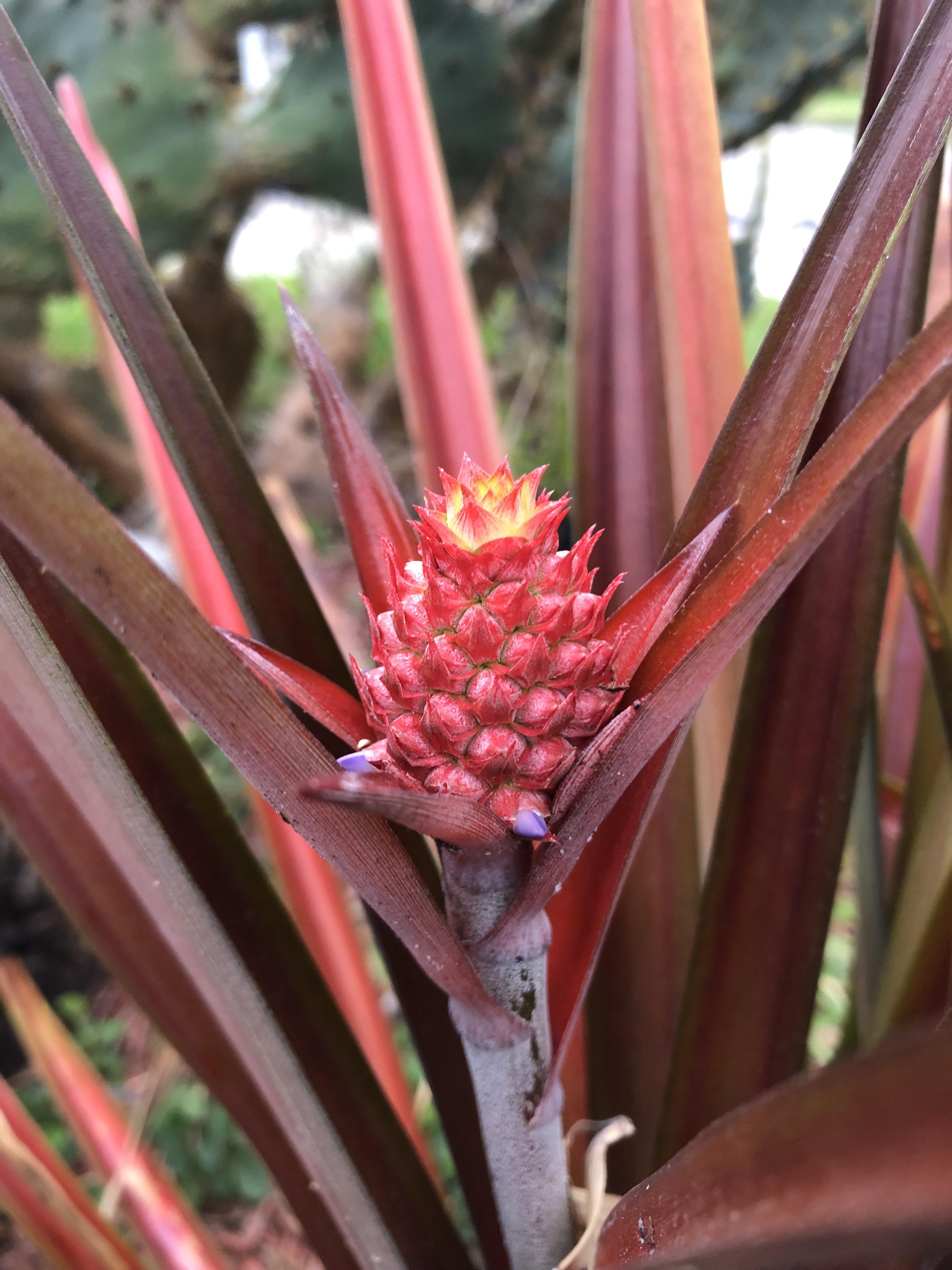 Baby pink pineapple | Scrolller