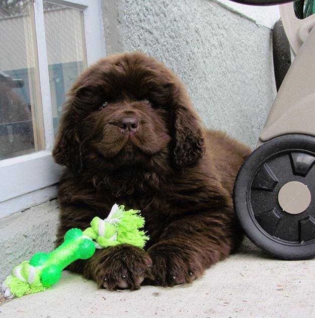 Baby Wilson | Scrolller