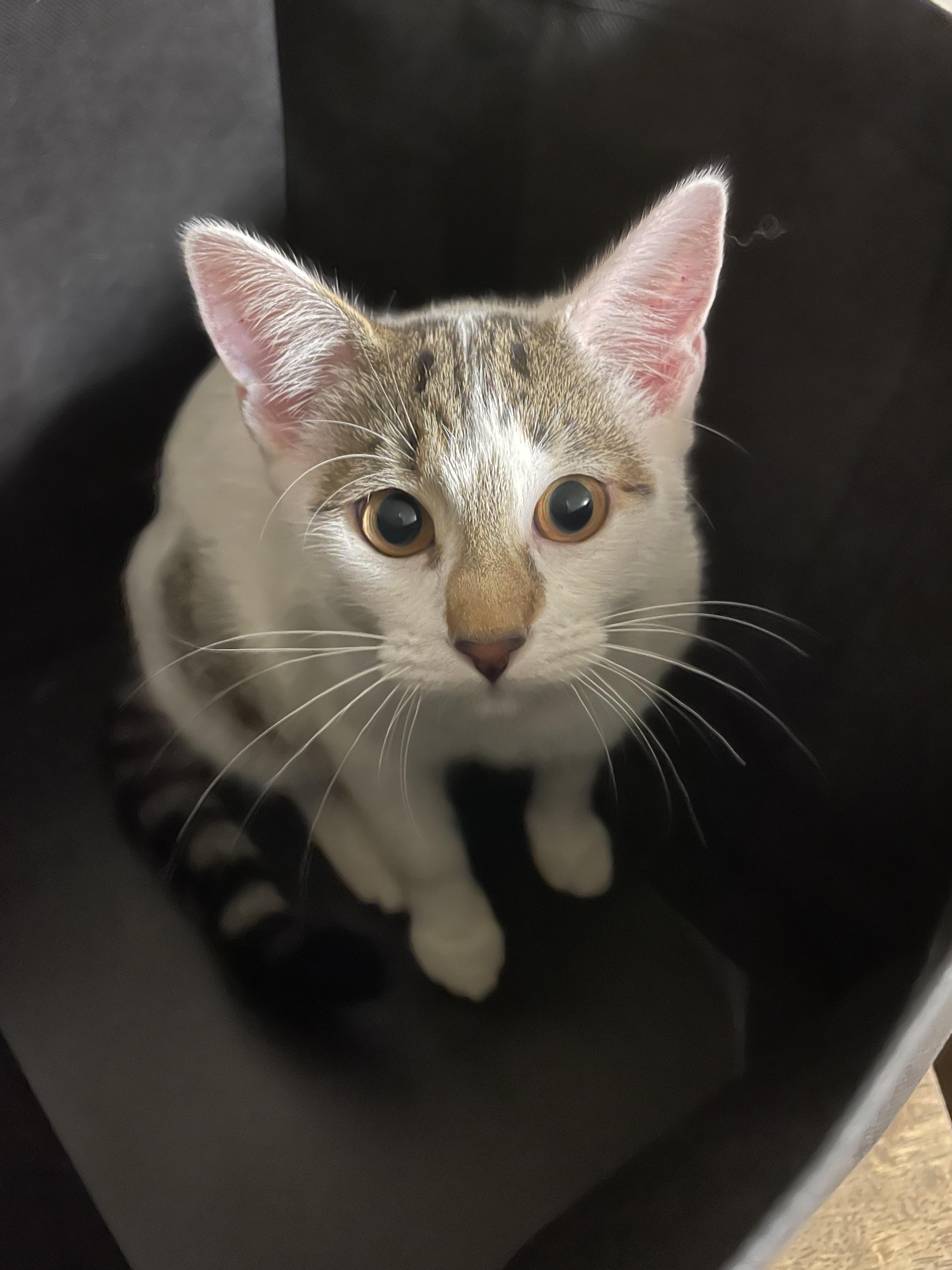 Babylon’s lookin a little nutty | Scrolller