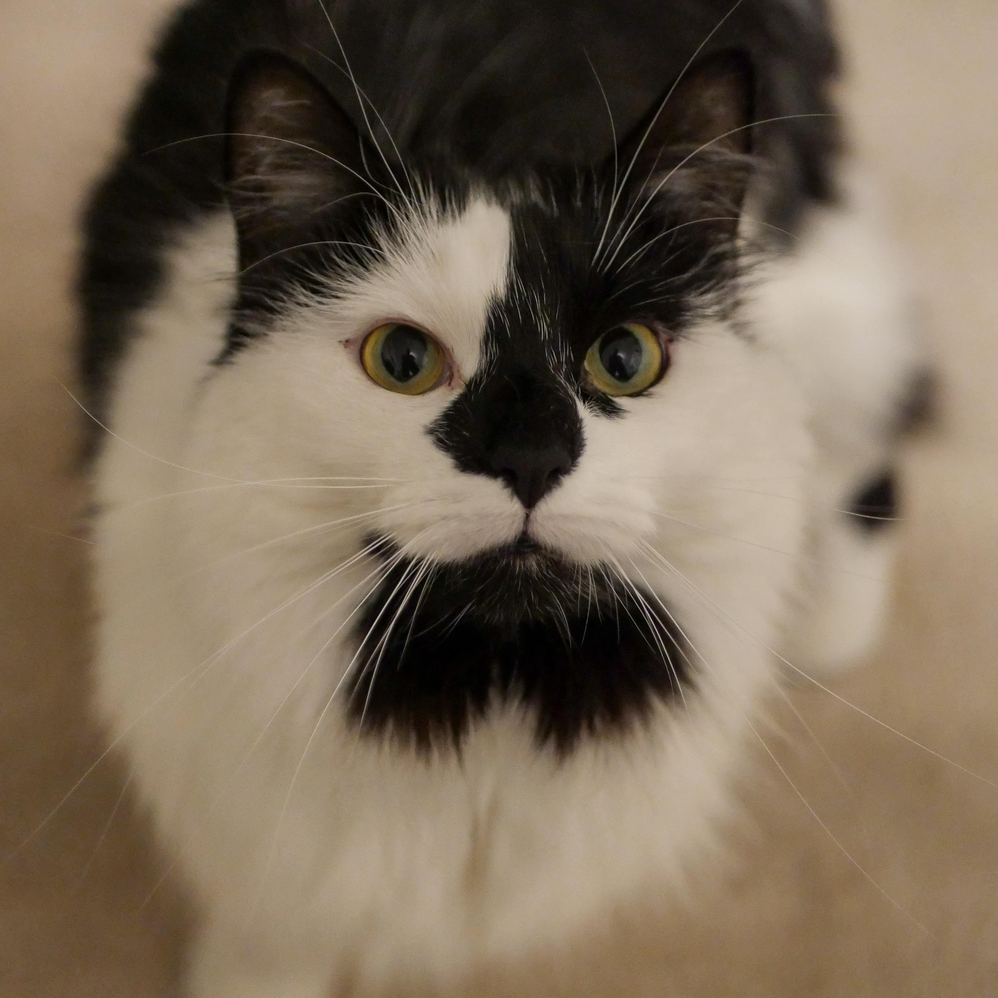 Back by popular demand, Luna Moona | Scrolller