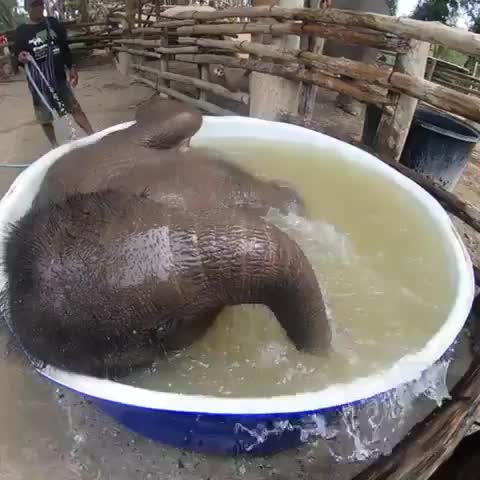 Bath time | Scrolller