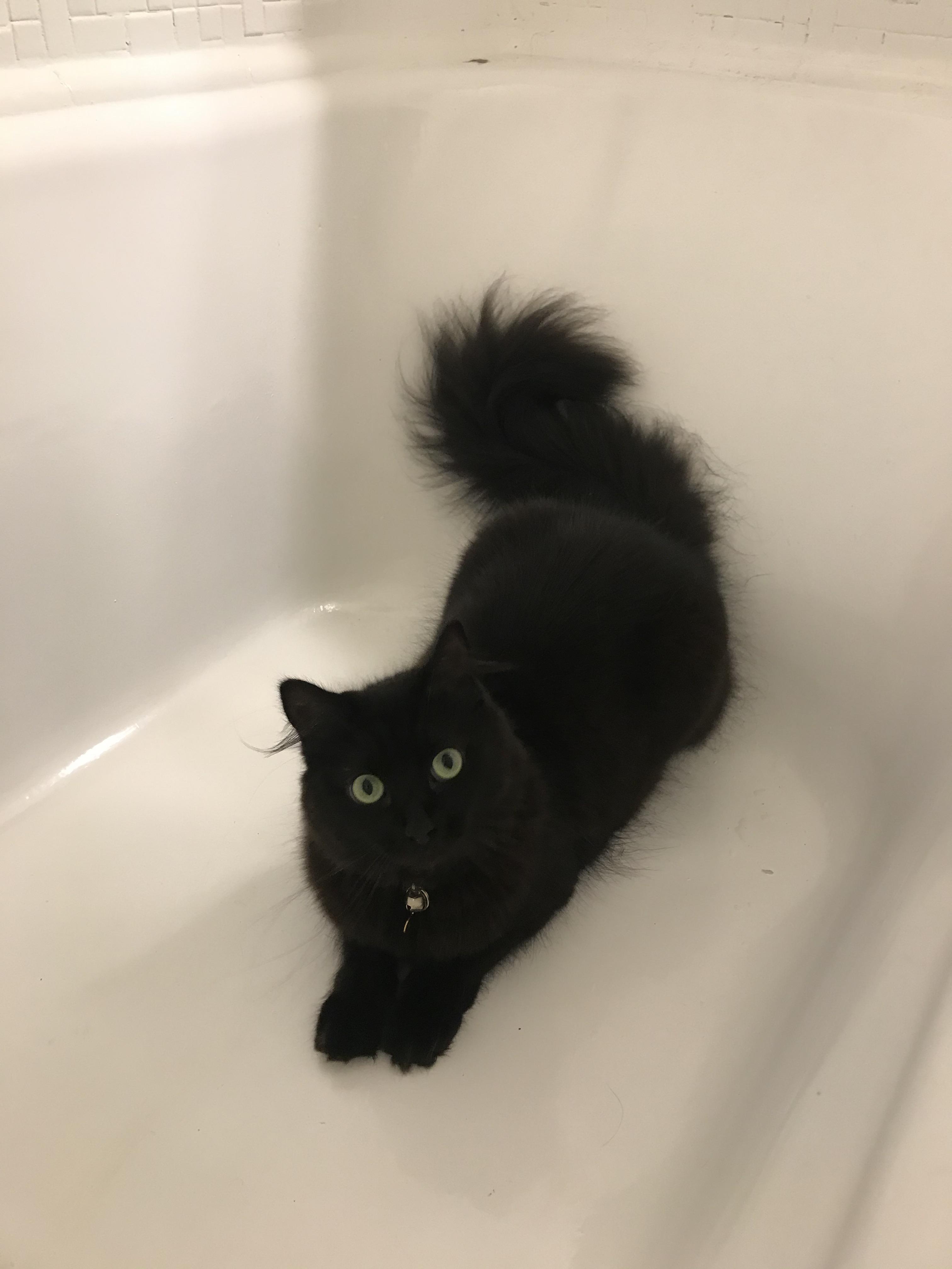 Bathtub bottlebrush | Scrolller