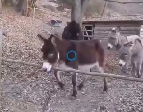 Be the third donkey! | Scrolller