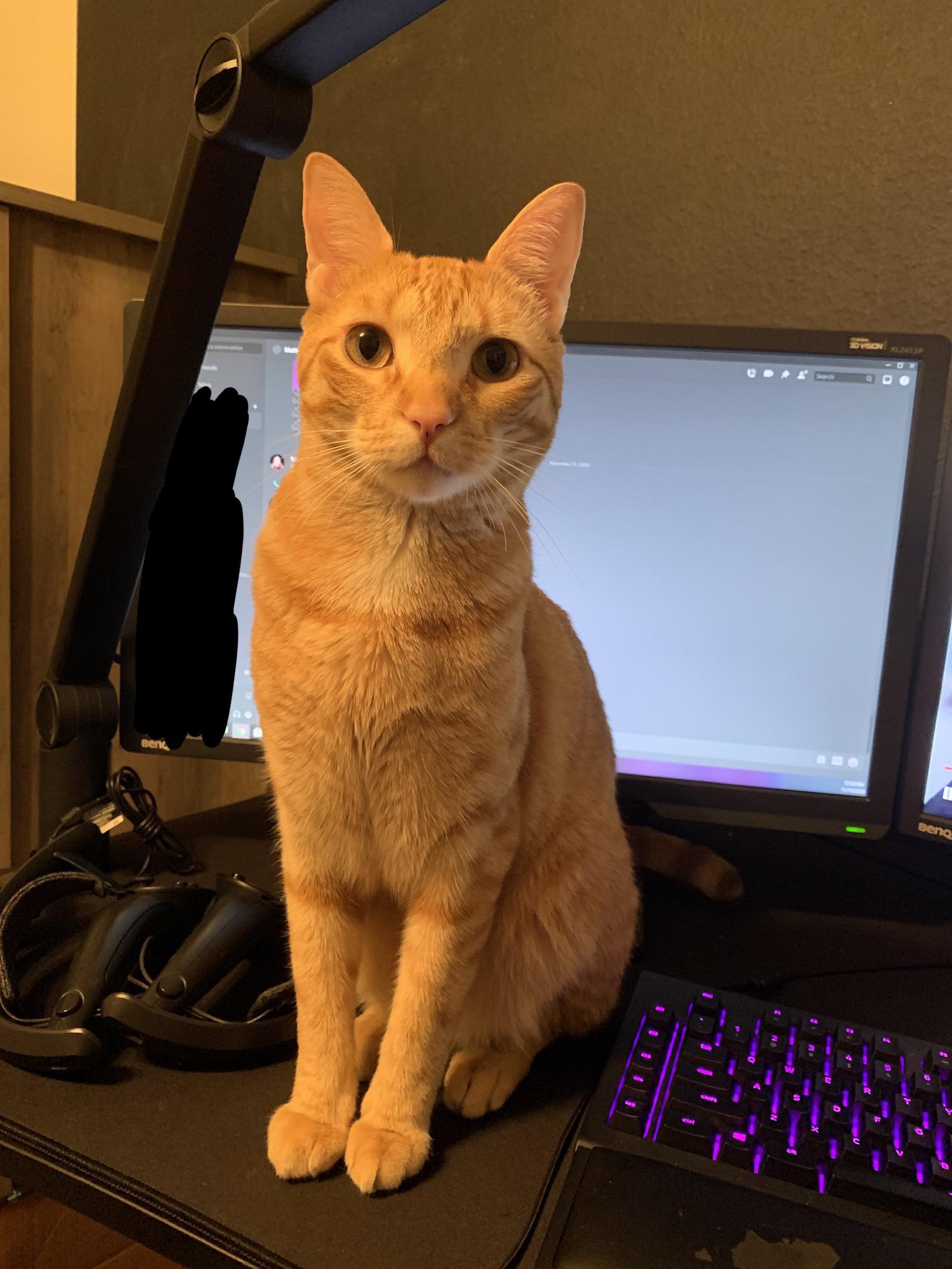 Bean is a gamer cat | Scrolller