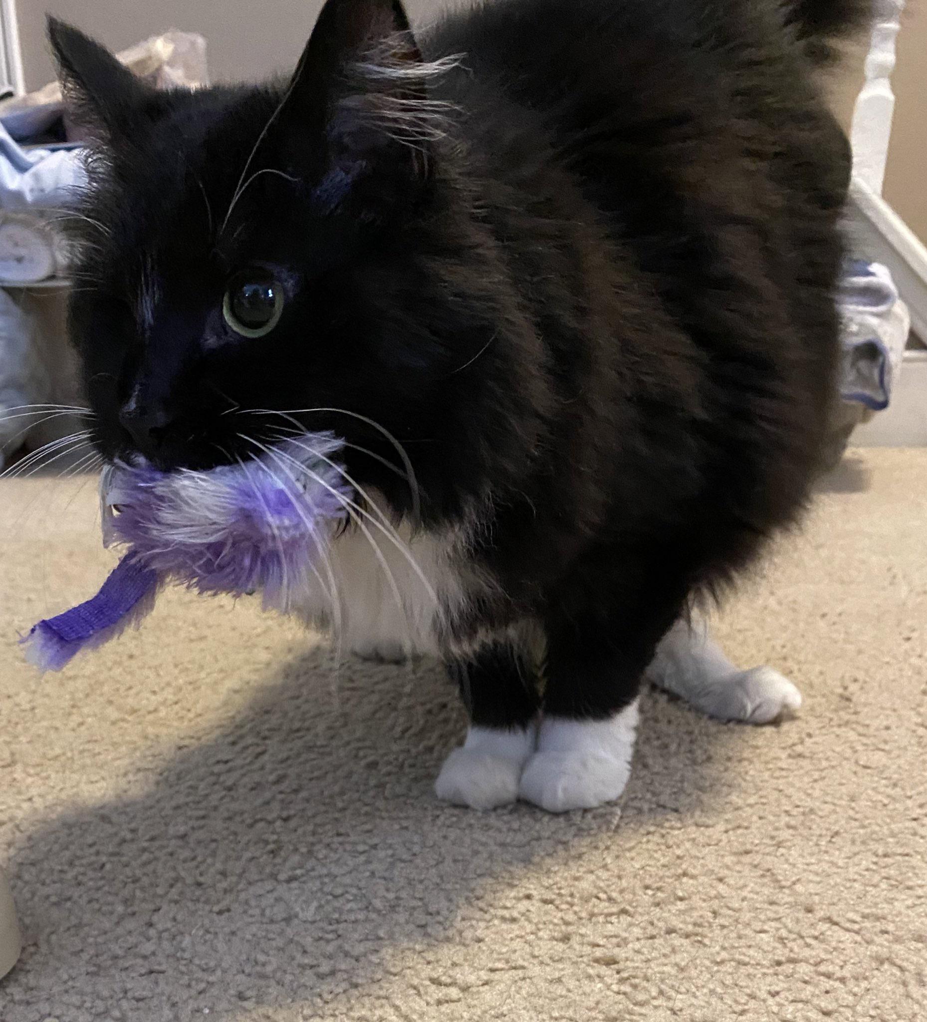 Bear and his equally fluffy gf havin a moment | Scrolller