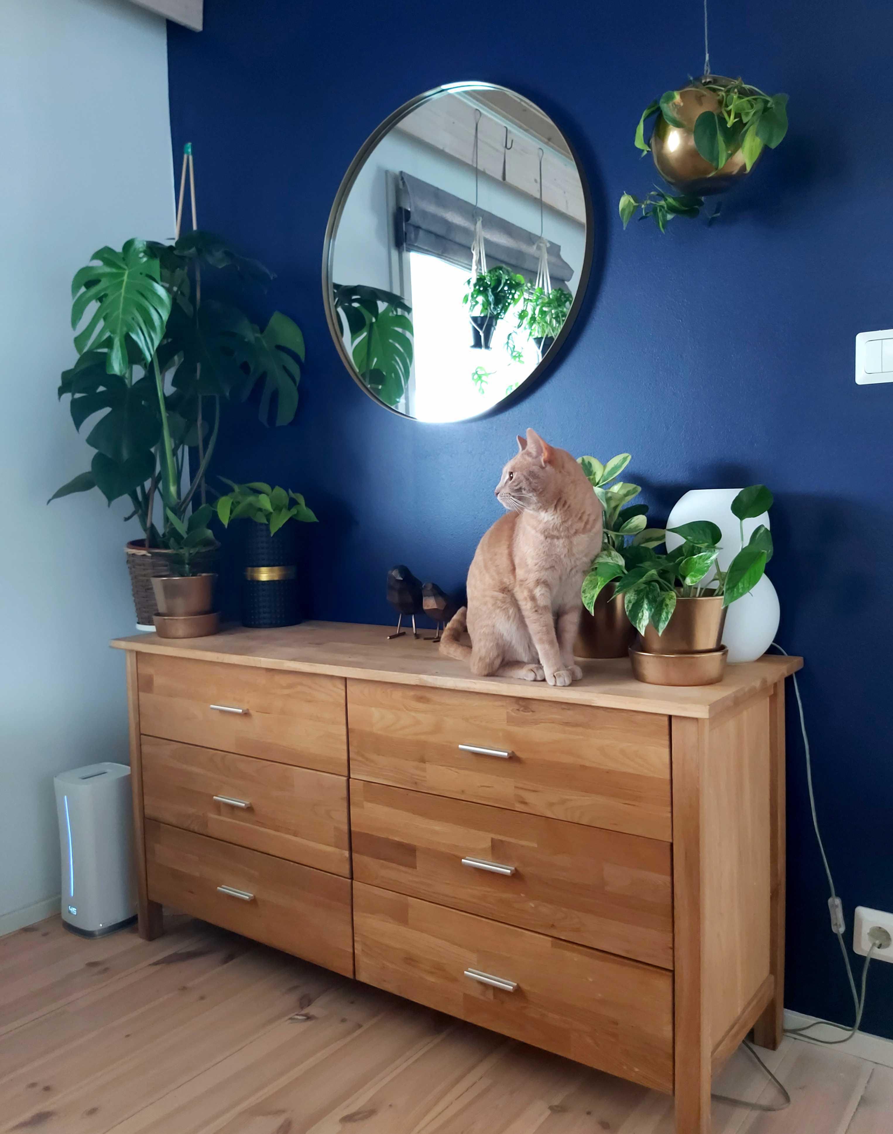 Bedroom corner with the color-matched cat | Scrolller