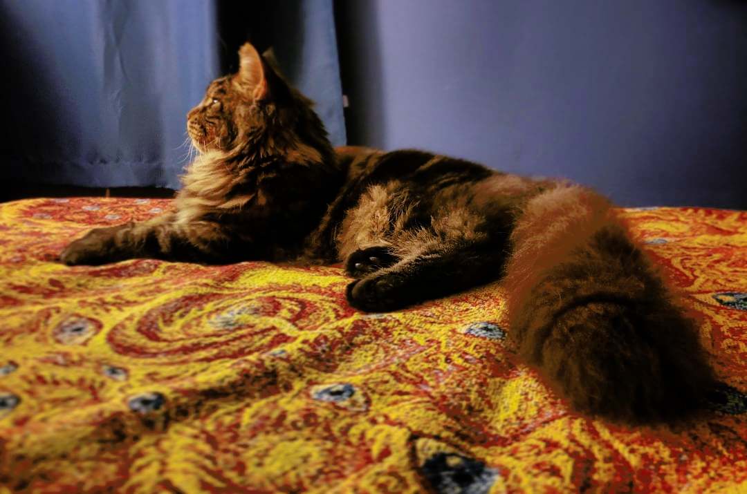 Bedtime bottle brush | Scrolller