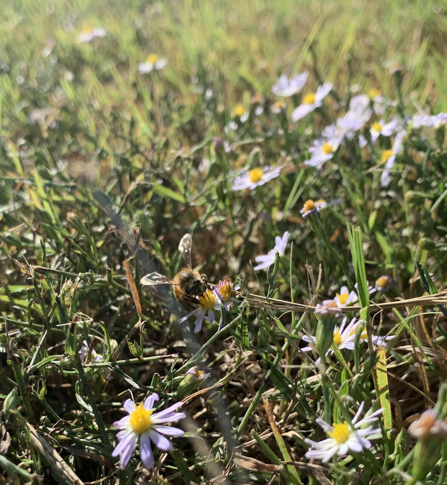 bee season 2020 | Scrolller