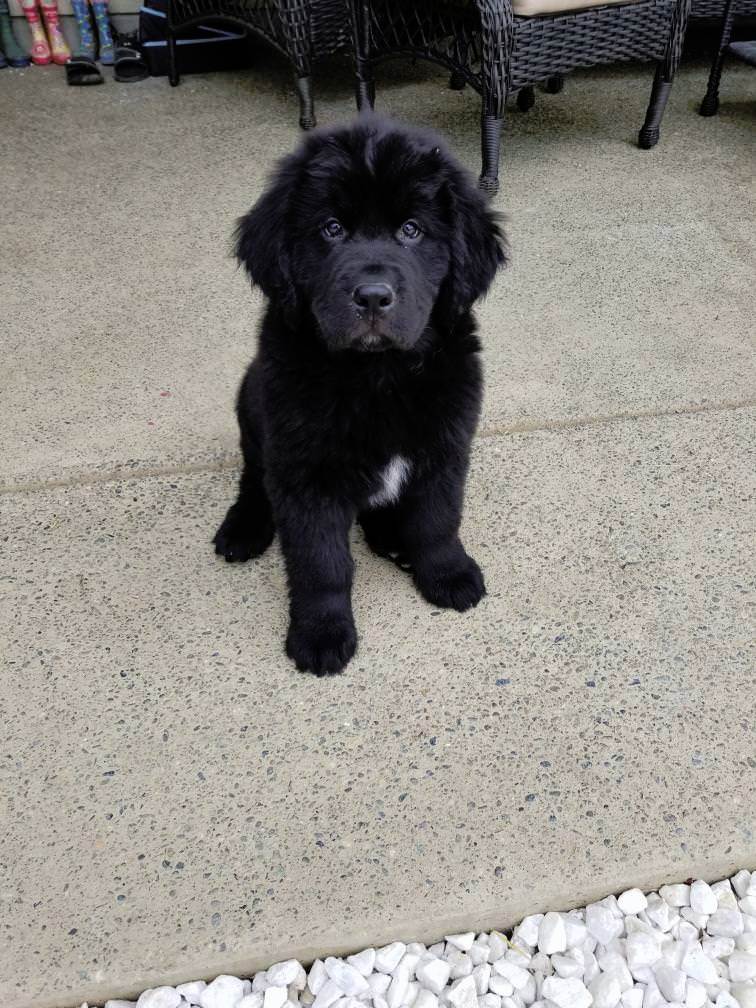 Being a good boy. | Scrolller